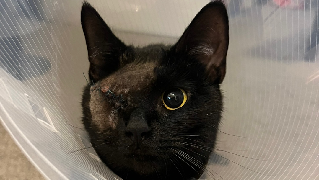 Fundraiser by Aidan Kim : Support Aidan's Beloved Cat Captain's Recovery