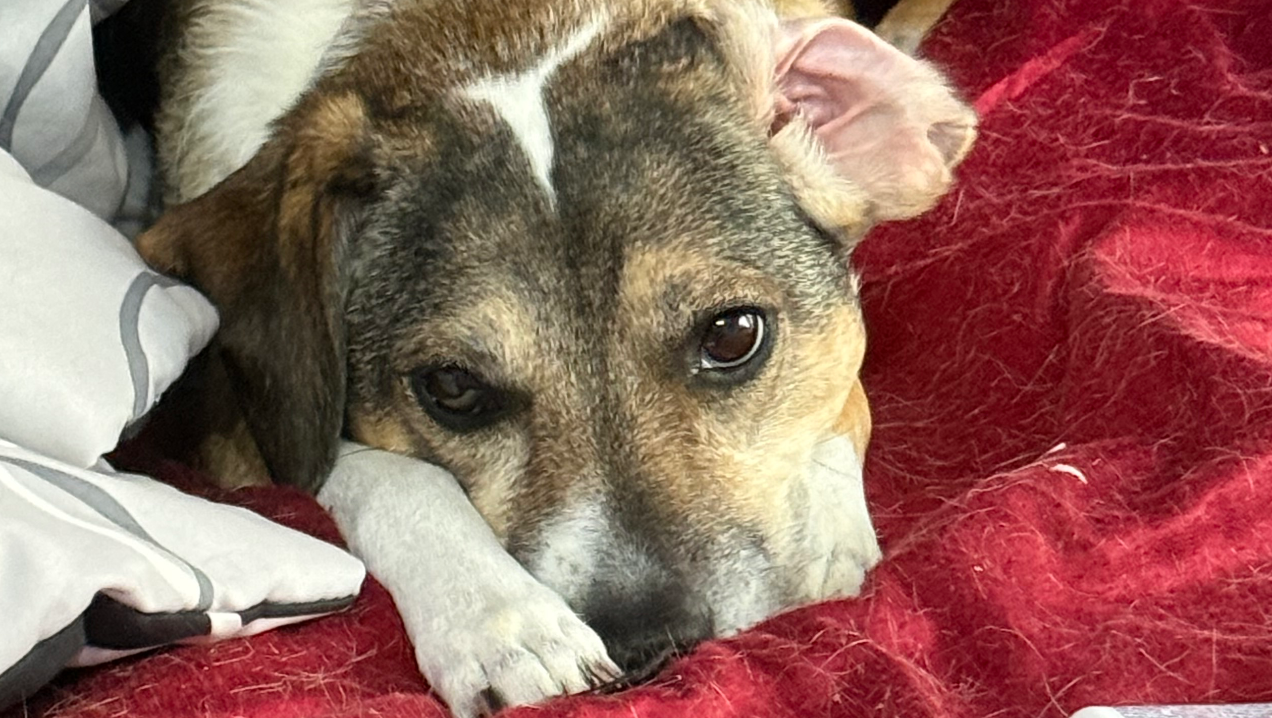 Fundraiser by Haley Stieren : Support Meka's Fight Against Lymphoma