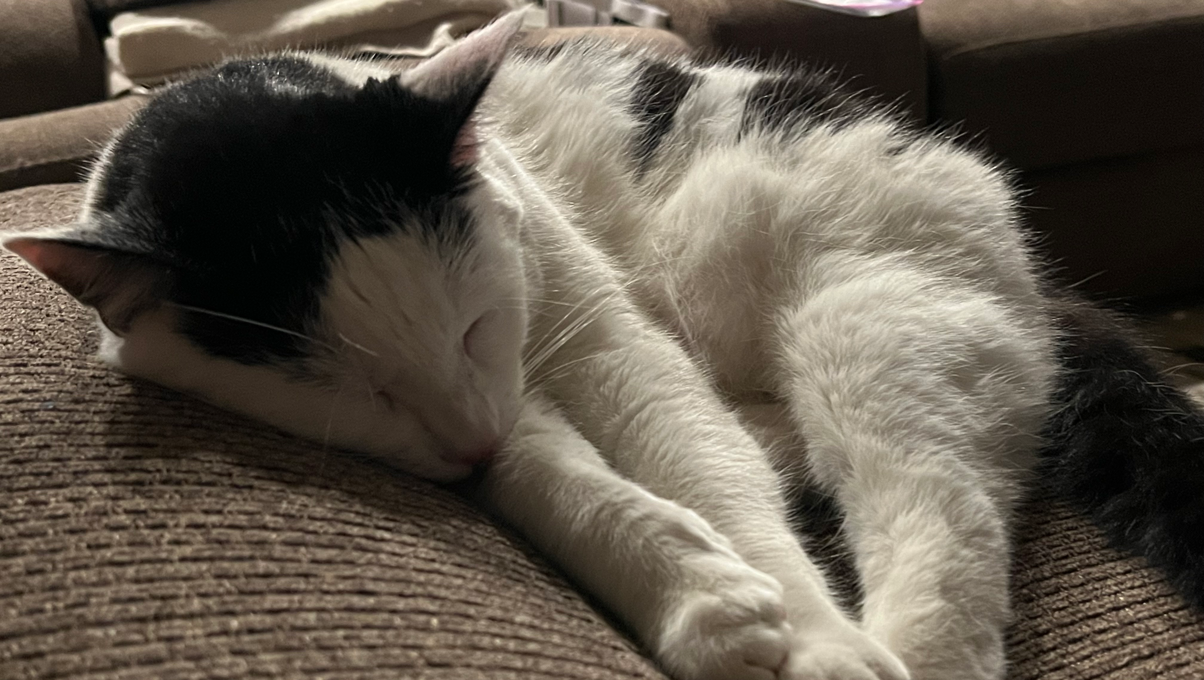 Fundraiser by Jake McManus : Hercules' Vet Bills Relief