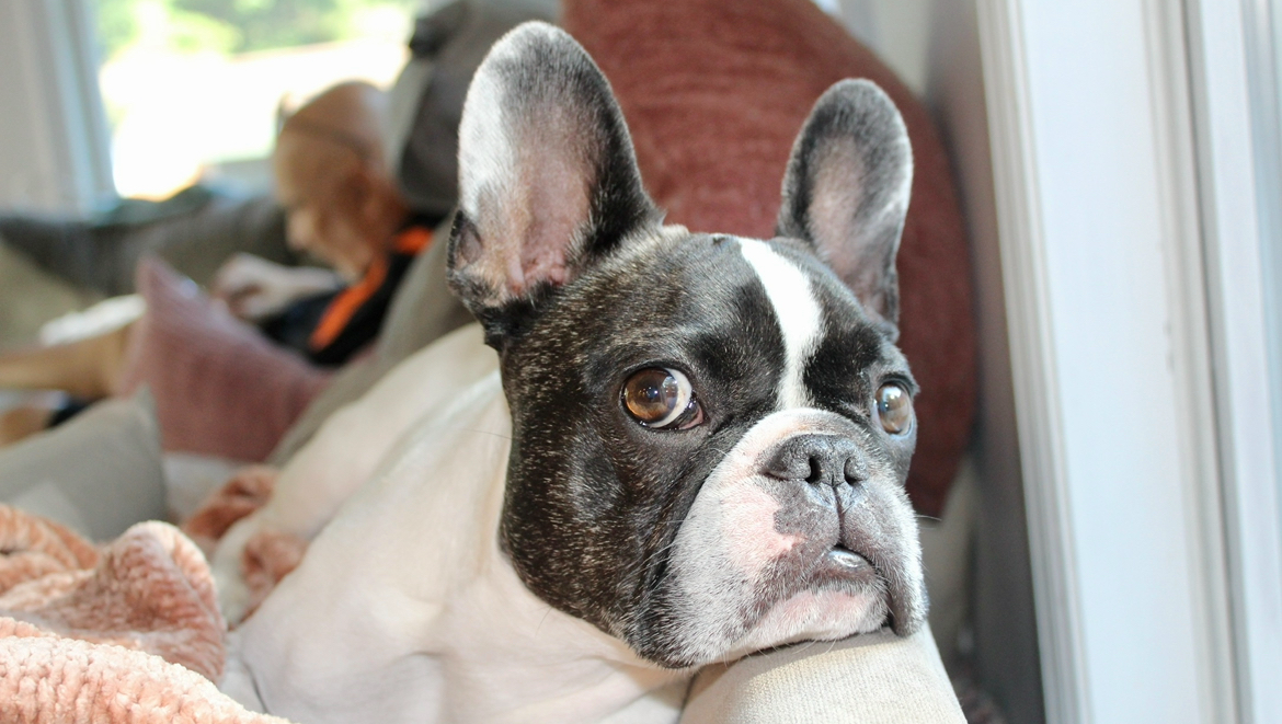Fundraiser by Heather Miranda : Lila’s Spine Surgery & Recovery Care