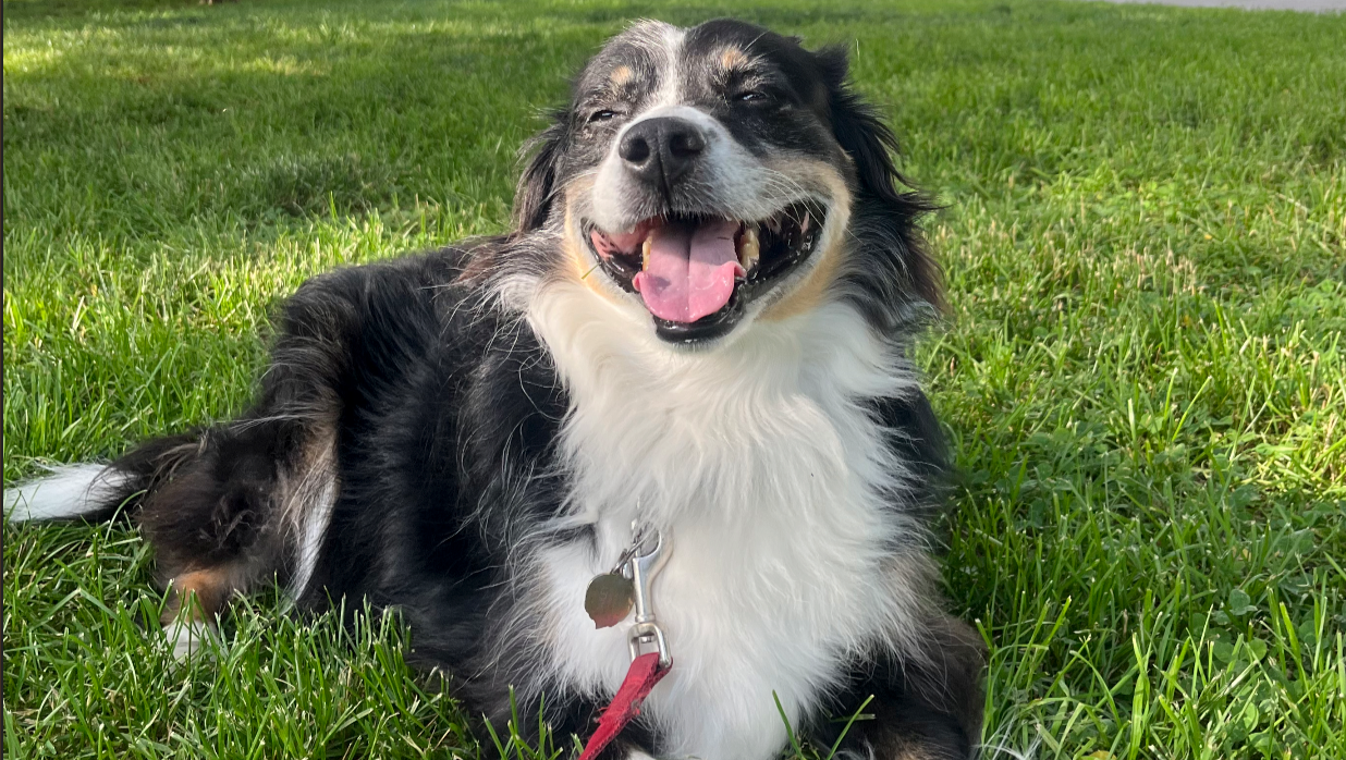 Fundraiser by Hannah Benson : Please Help Support Bailey's Surgery ️‍