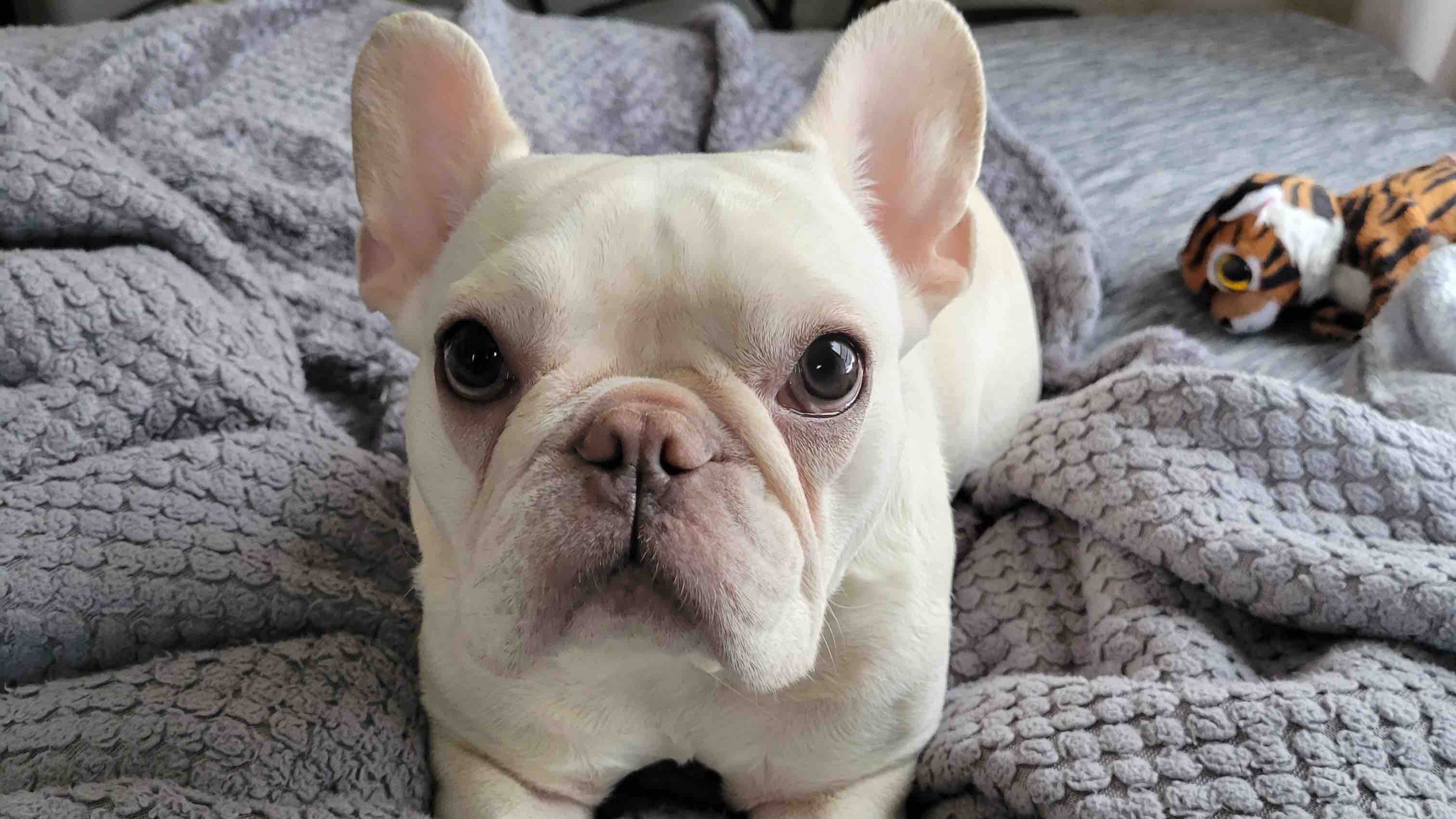 Fundraiser by Hayley Olson : Help Our Sweet Frenchie Punky Walk Again