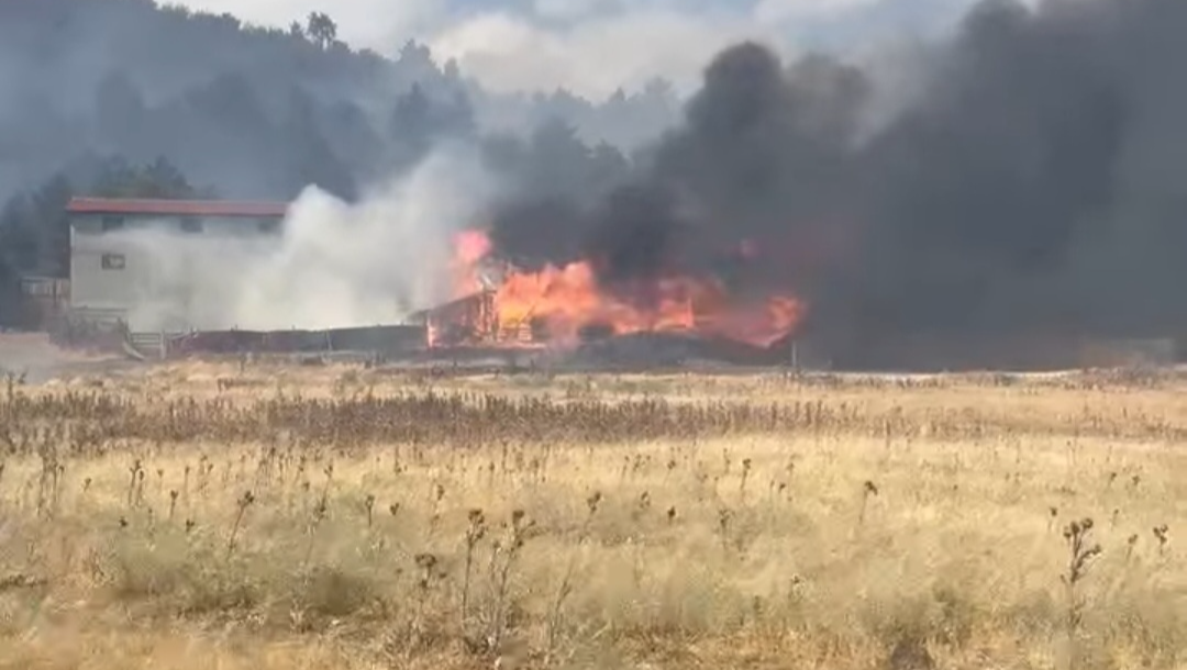 Fundraiser by Izzy Chill : SNH Dog Rescue Shelter Deliberately ...