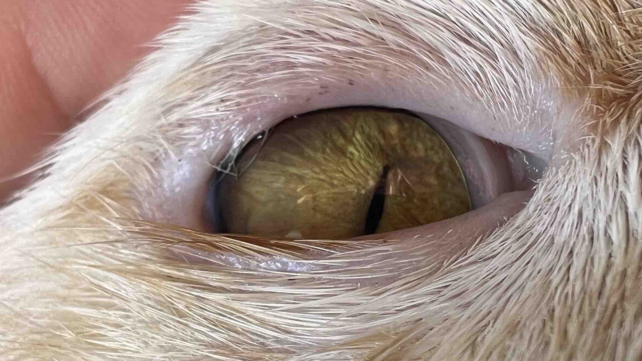 Fundraiser by Helena Engman : Please help! Mazikeen’s eye surgery