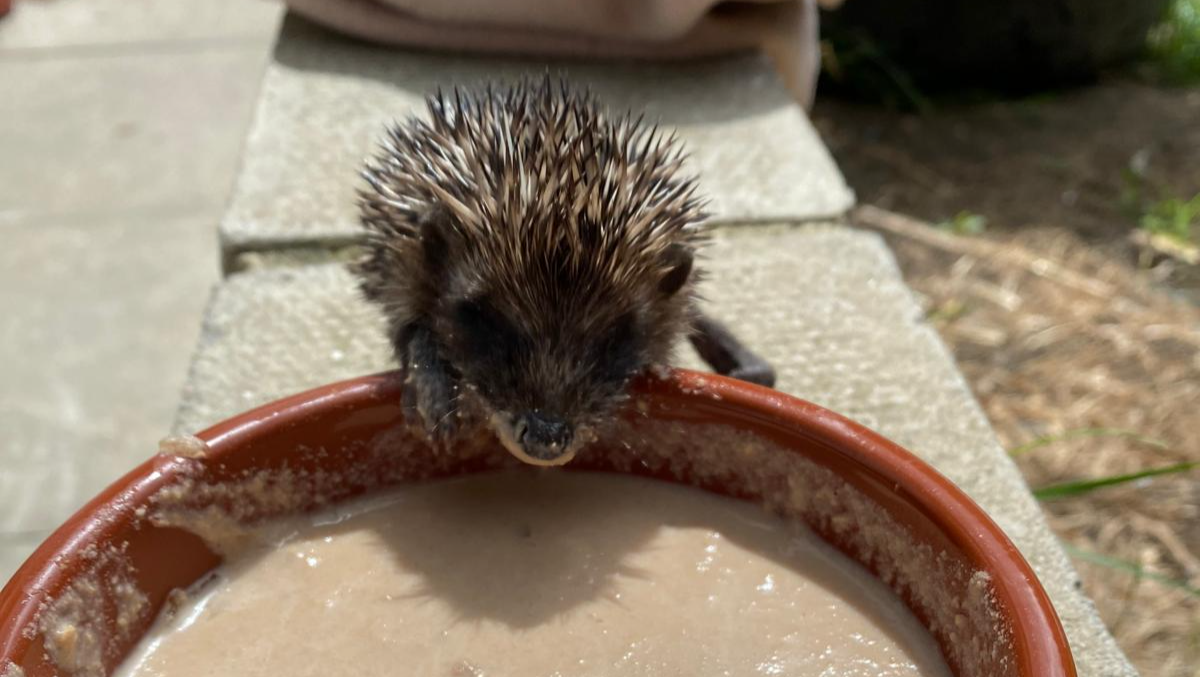 Fundraiser by Stephanie Knowles : Helping Hedgehogs July- September 2025
