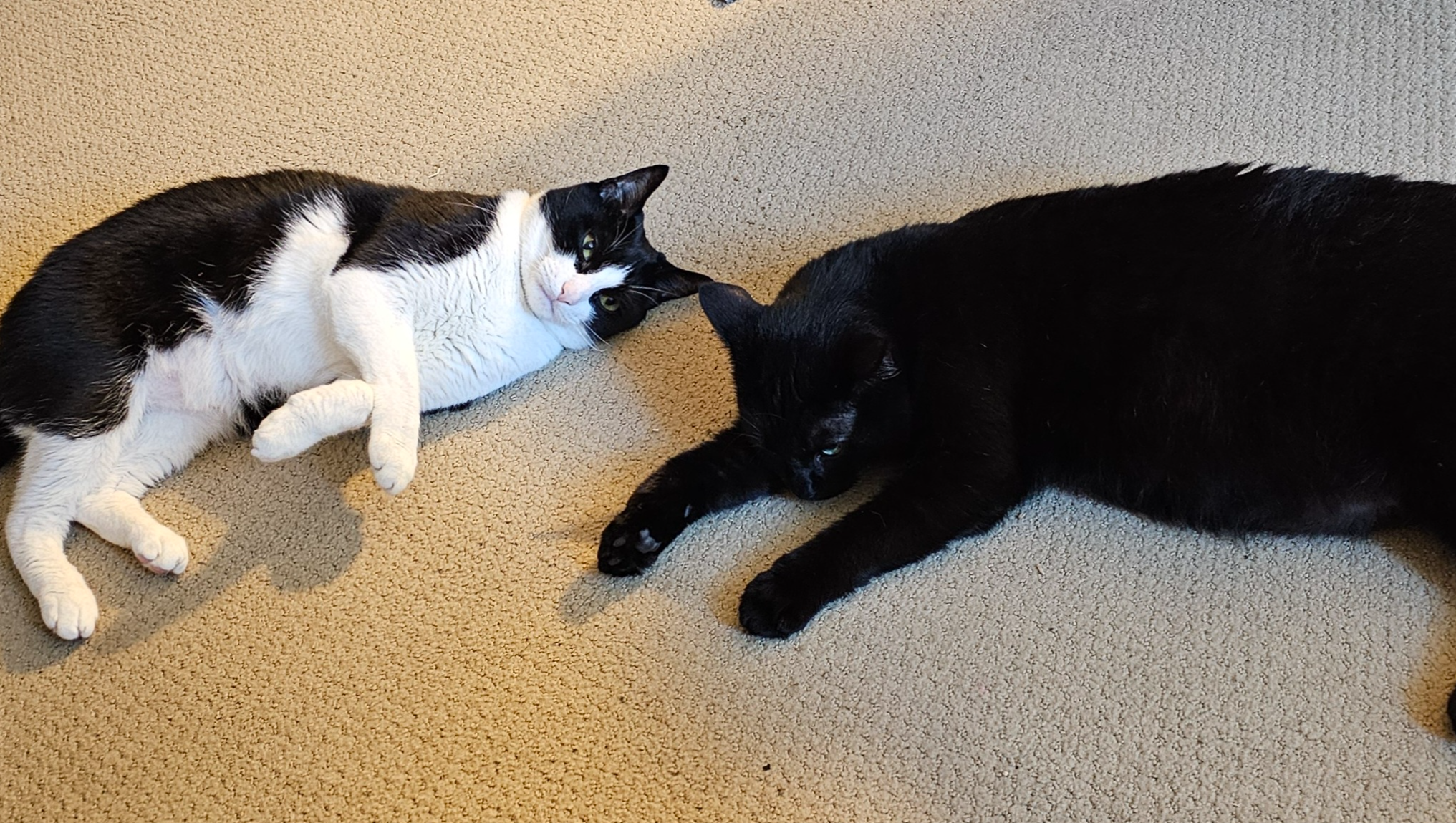 Fundraiser by Gary Gerfin : Help Gary & Cats Beat the Heat Wave