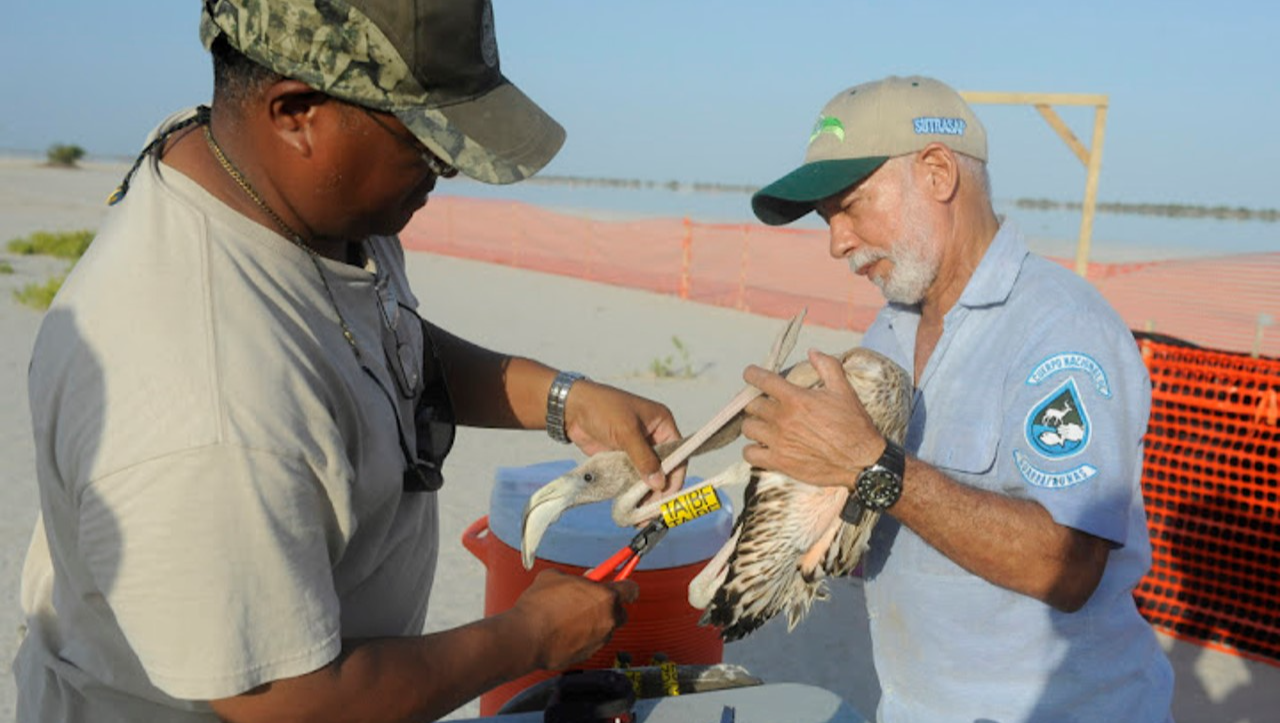 Fundraiser by Nathan Hazelton : Support Caribbean Wildlife Alliance's ...