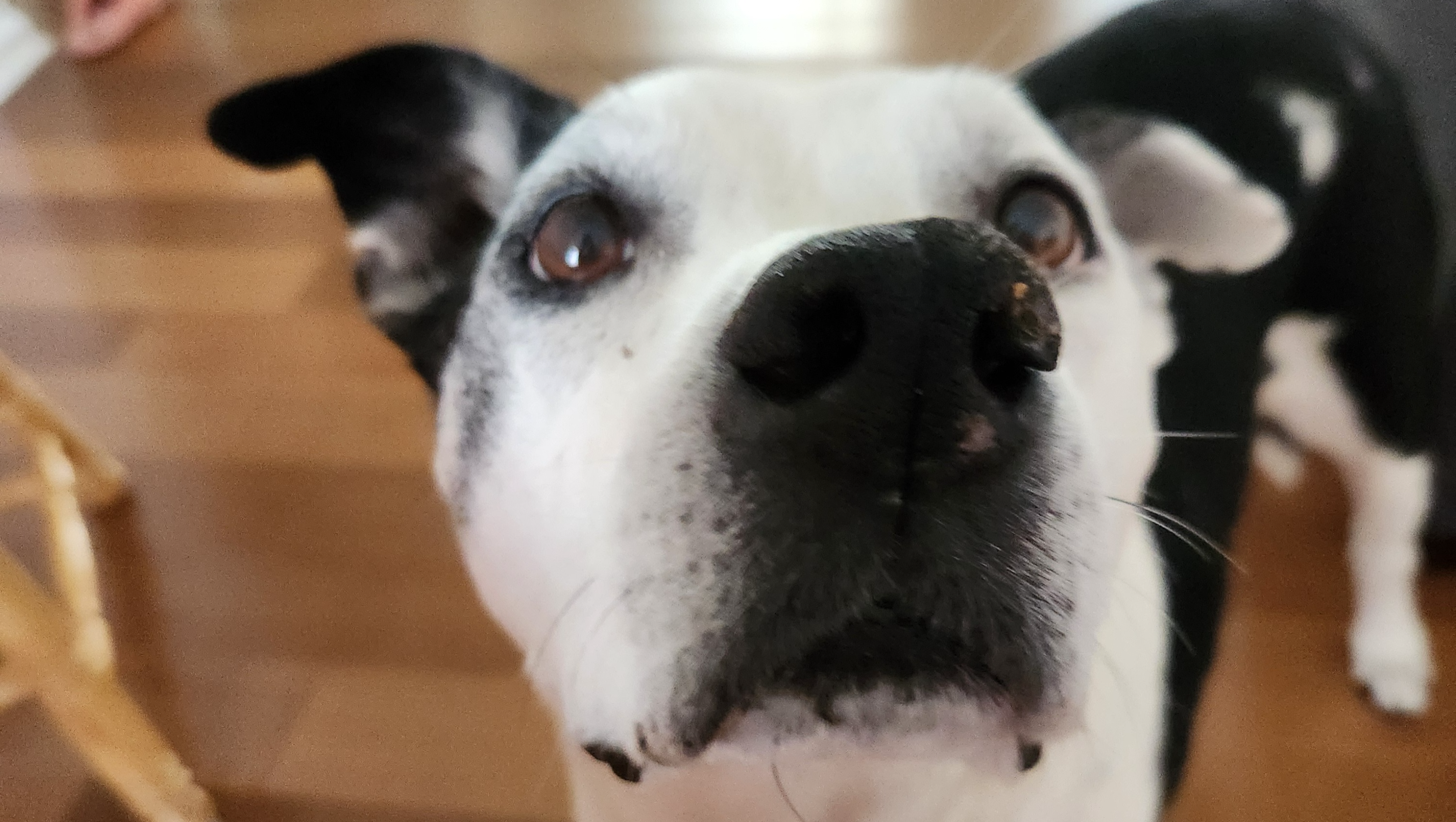 Fundraiser by Gianna Mule : Support Daphne's Fight for Her Life
