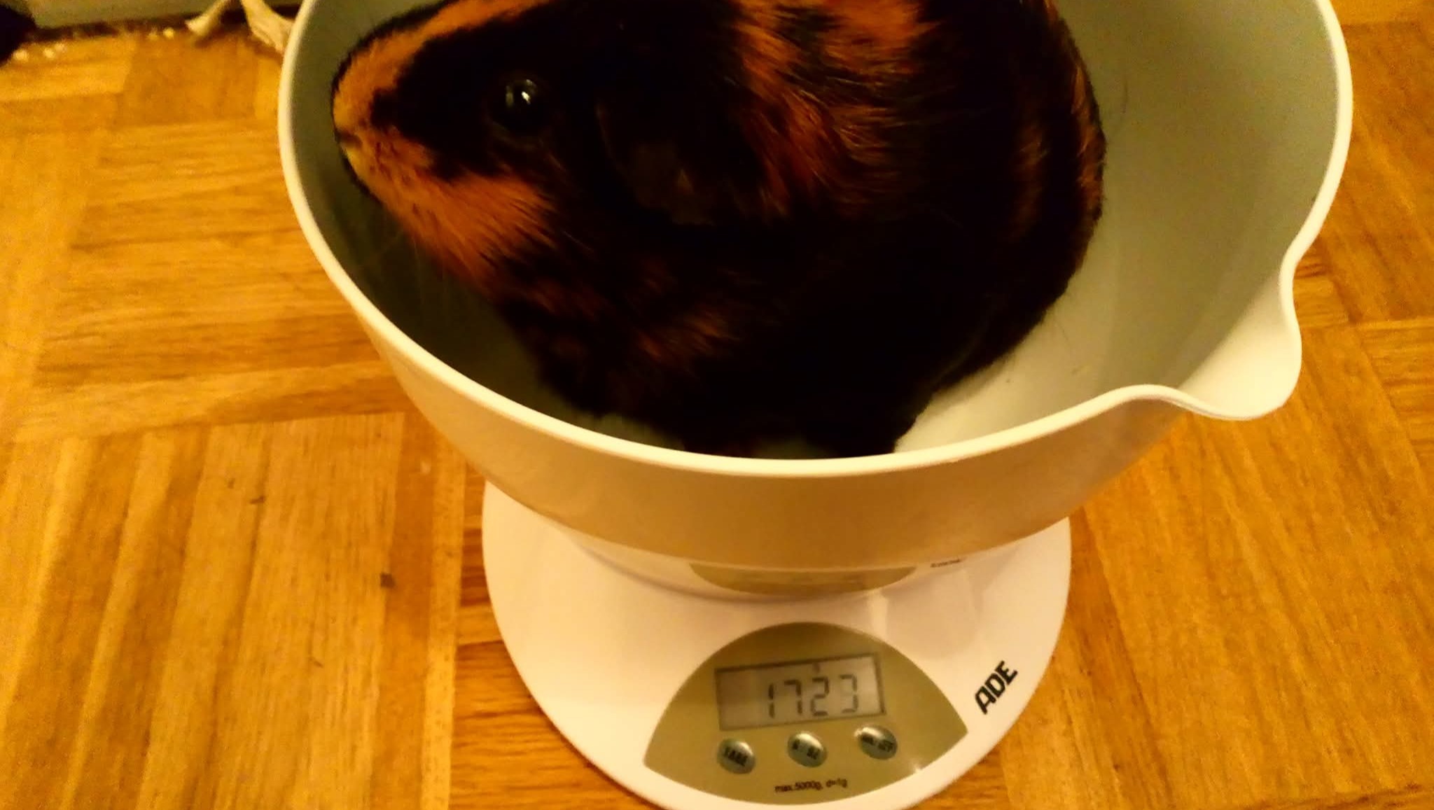 Fundraiser by Sabrina Töde : Für gerettete Meerschweinchen Mama mit 4 Babys