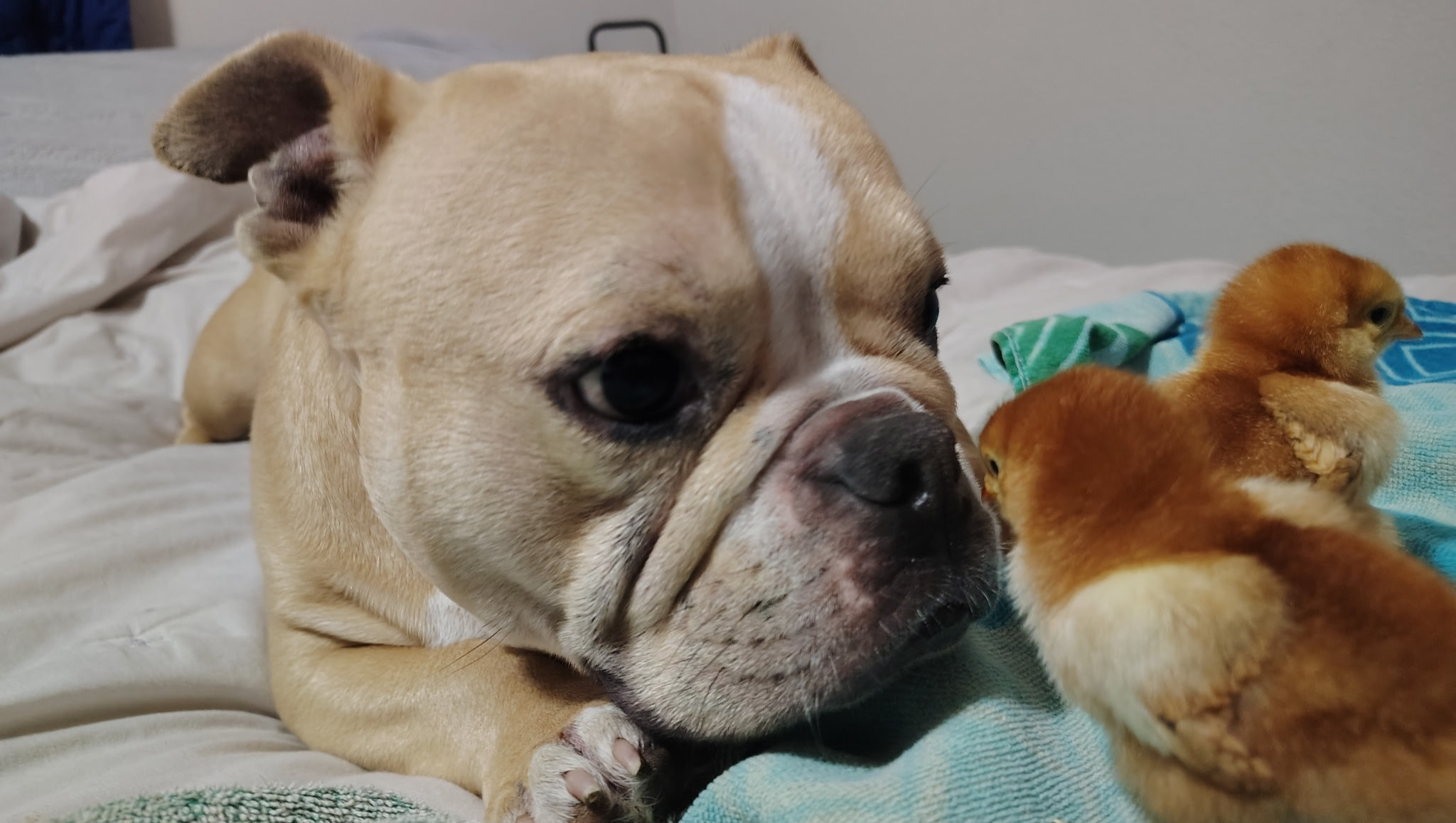 Fundraiser by Amber Larson : Support the Larsons: Willow Needs Surgery