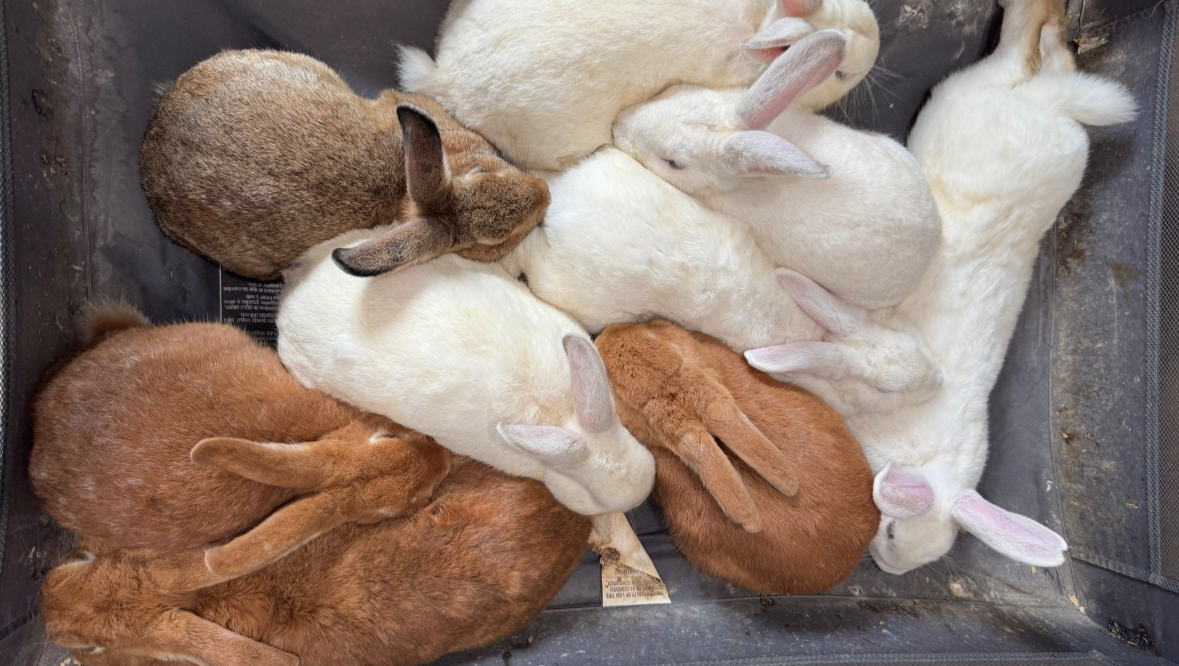 Fundraiser by Shannon Blair : Help Over 30 Rabbits from Backyard Crisis ...