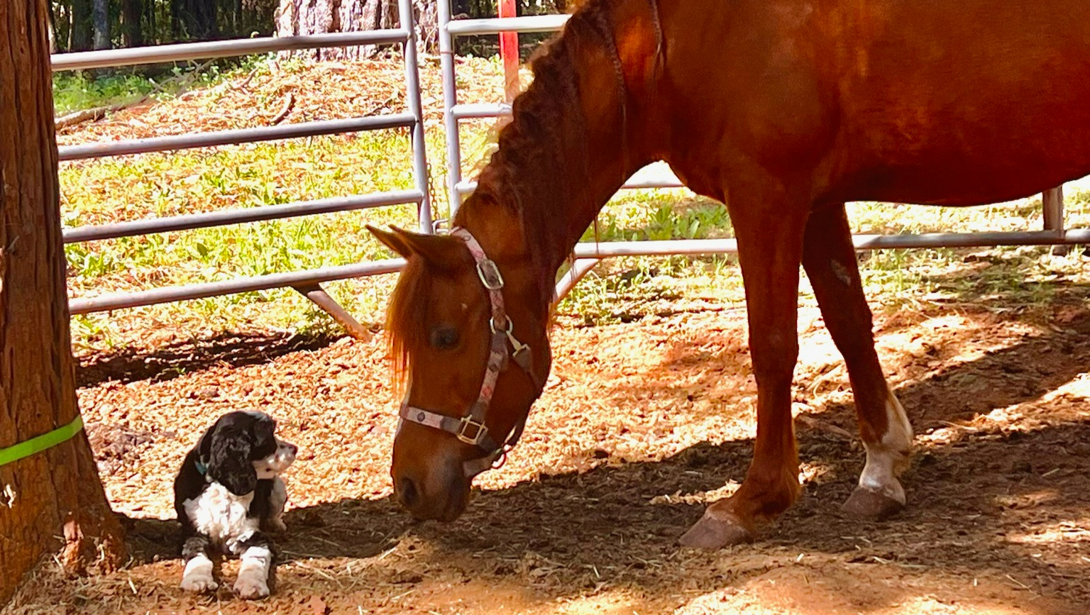 Fundraiser by Sara Layburn : Help Save Ivy– A Horse, a Family, and a ...