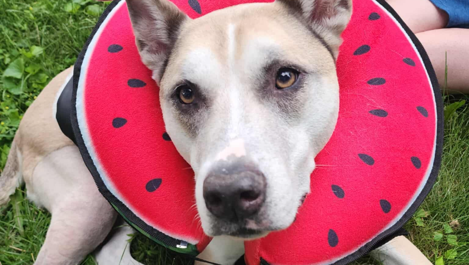 Fundraiser by Angela Biggs : Roxanne and Ami need our help!