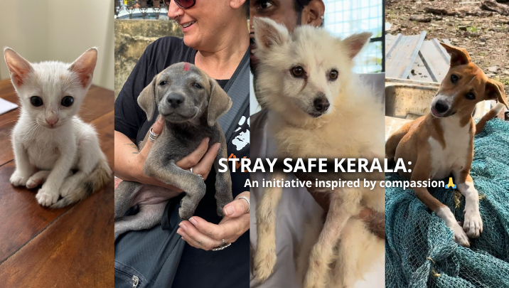 Fundraiser by Stray Safe Kerala : Stray Safe Kerala: Rabies Elimination & Animal Birth Control