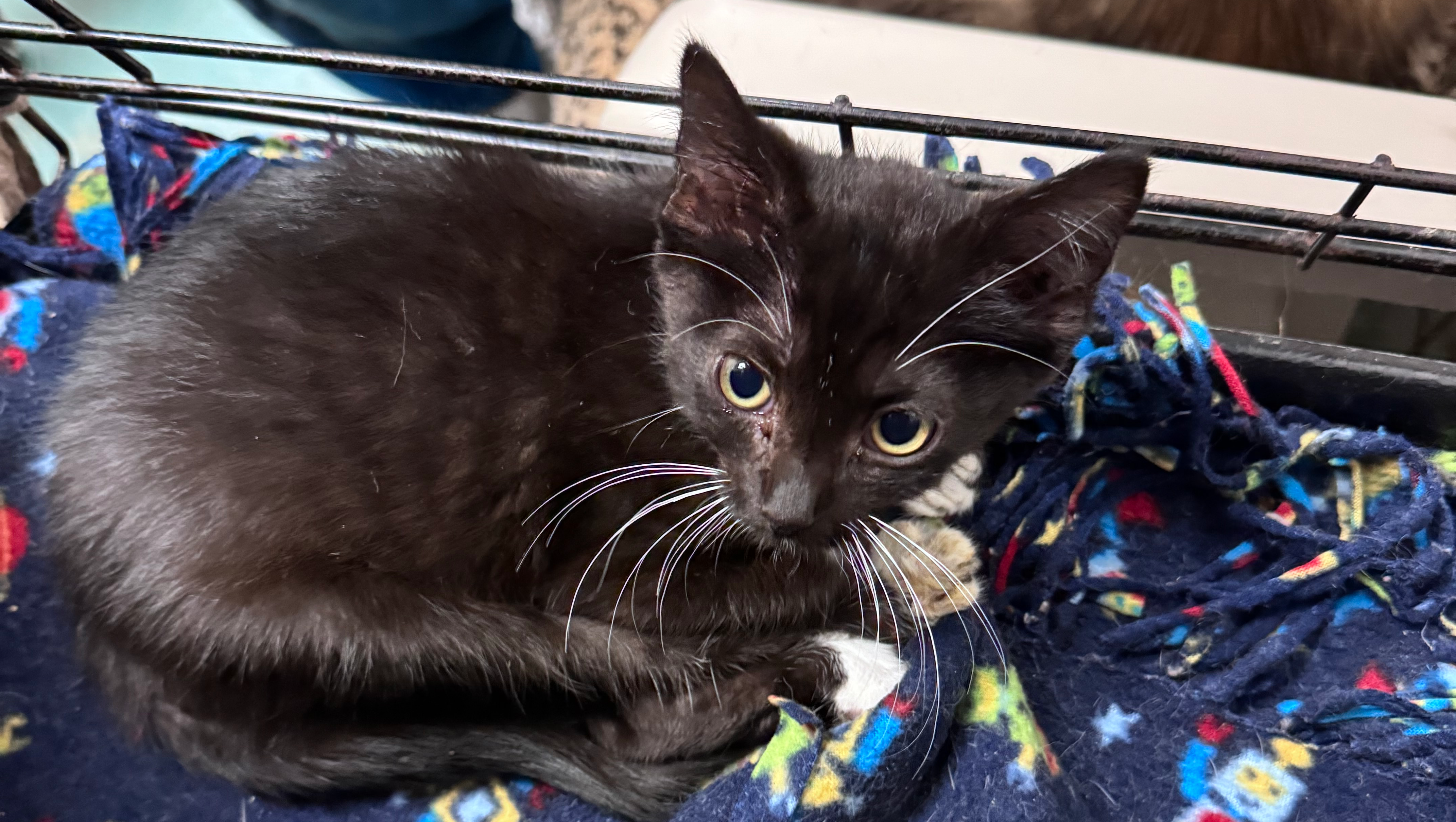 Fundraiser by Brian McKanna : Help River the Cat Get His Life-Saving ...