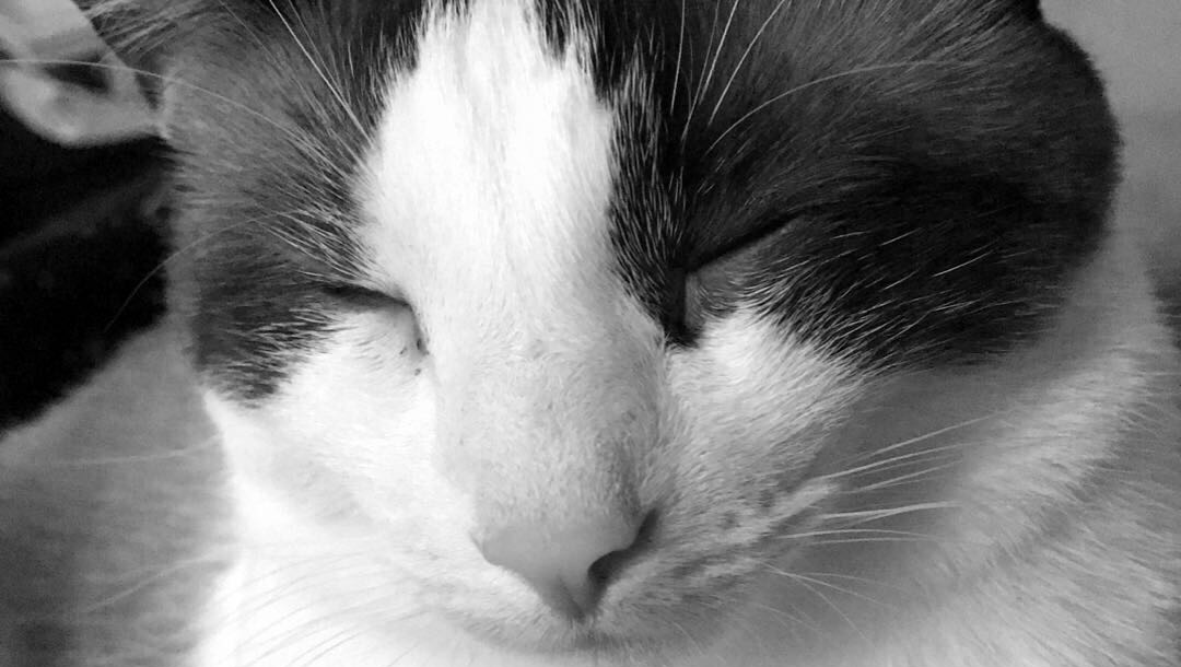 Fundraiser by Alexis Randall : Moses’ Final Medical Bills