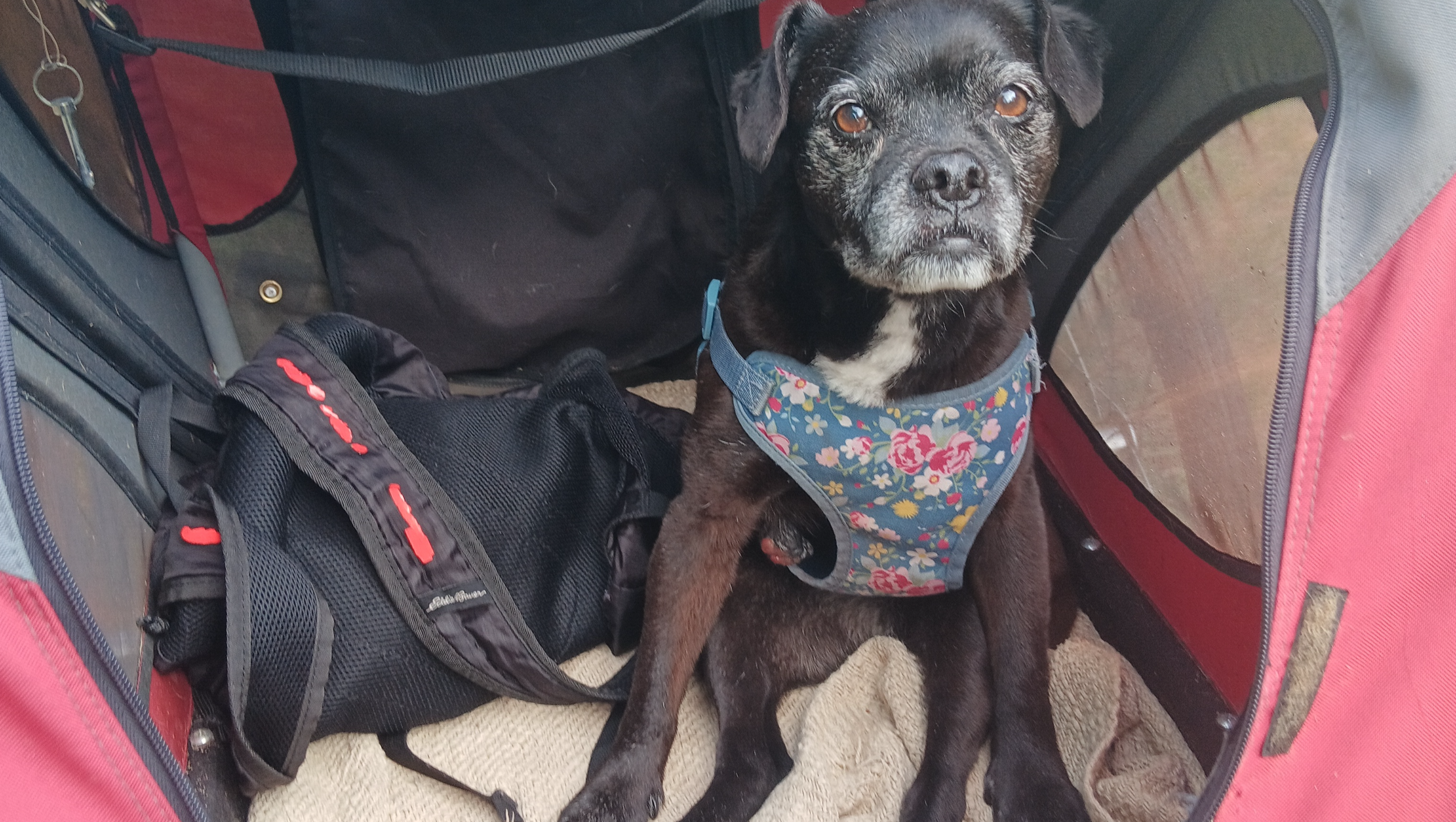 Fundraiser by Maria Kinney : Help Shortcake's Peaceful Farewell