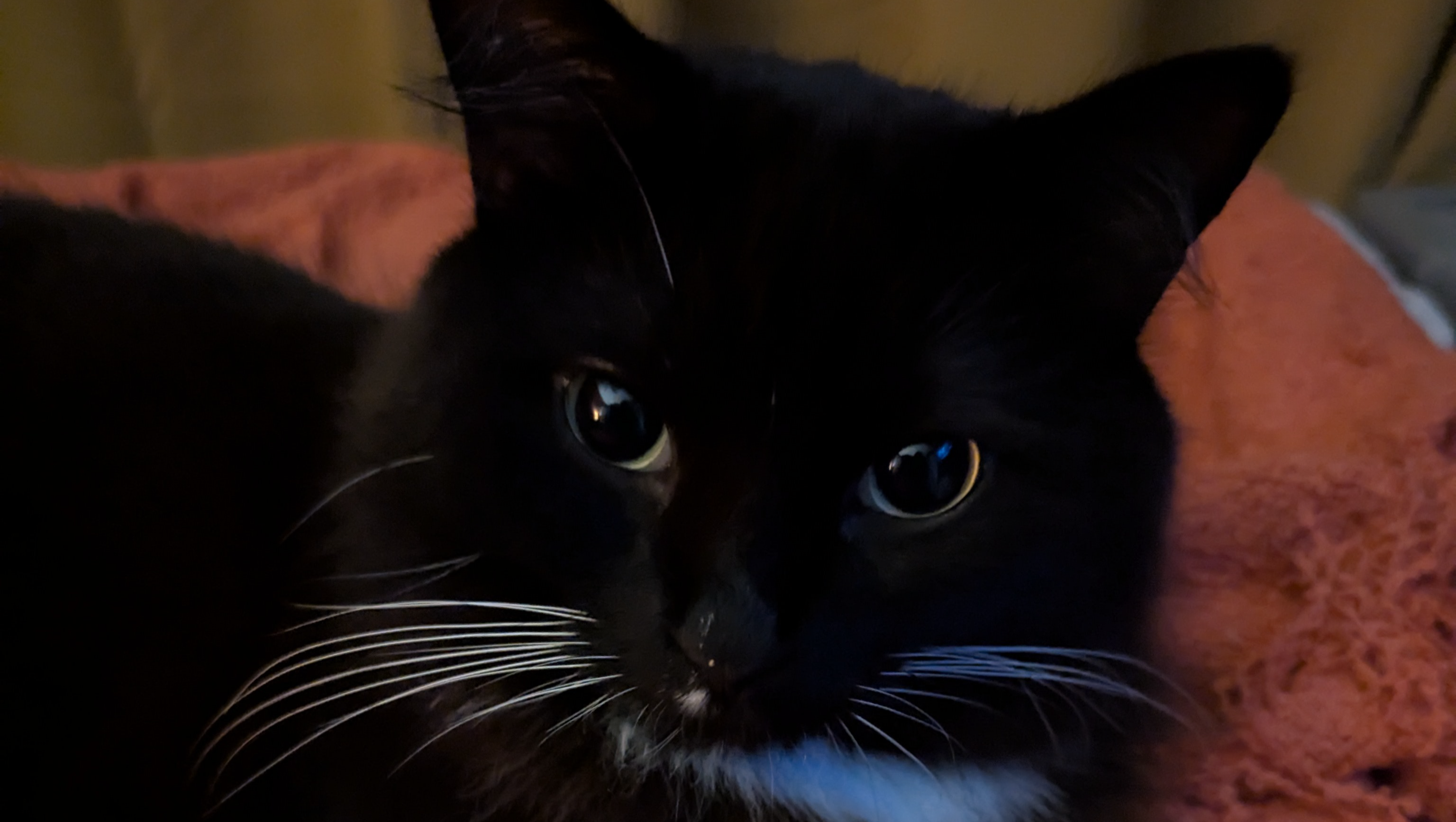 Fundraiser by Isabelle M. Hanlon : Help save Miso