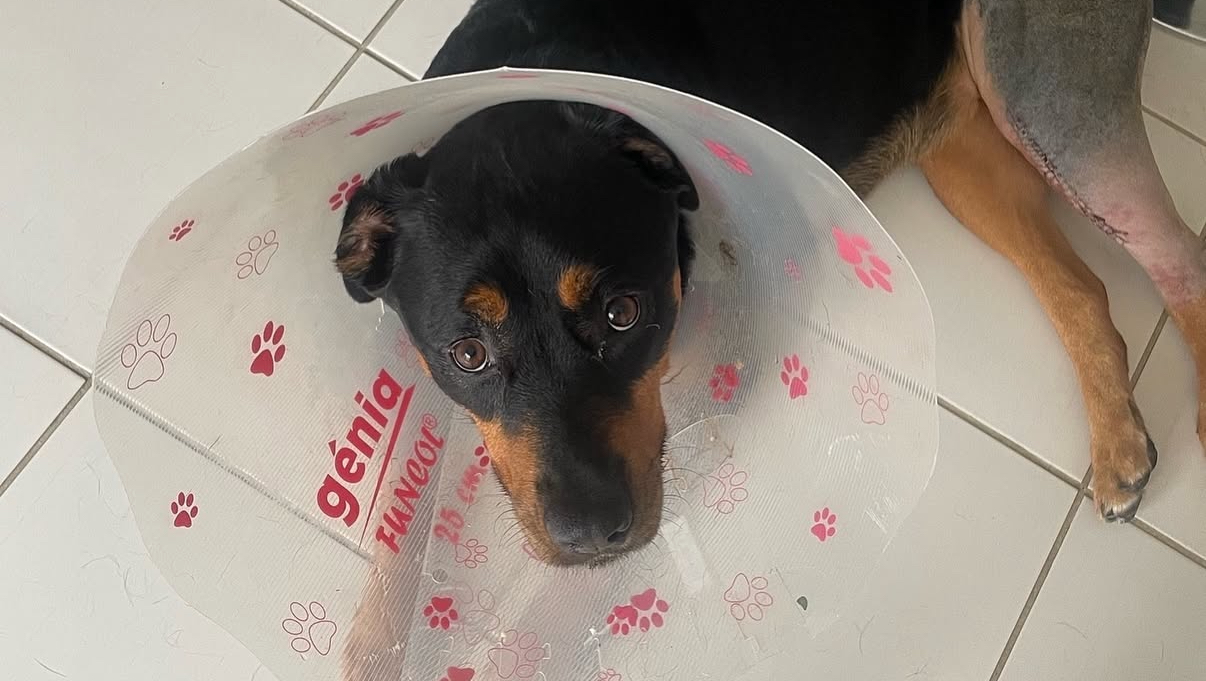 Fundraiser by Kunica Singh : Help Penny Walk Pain-Free Again