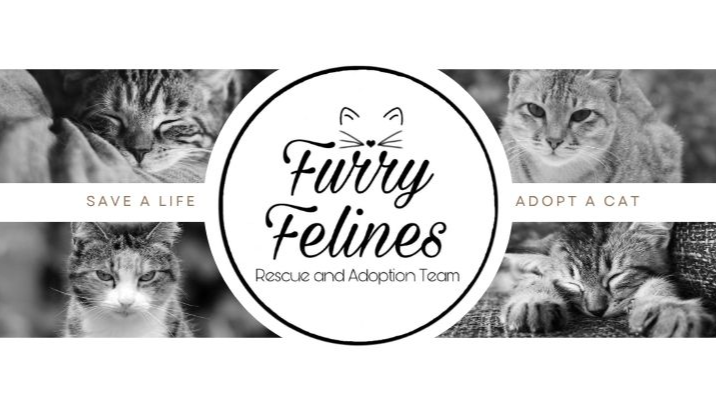 Fundraiser by Deborah Searfoss : Support Furry Felines Rescue and ...