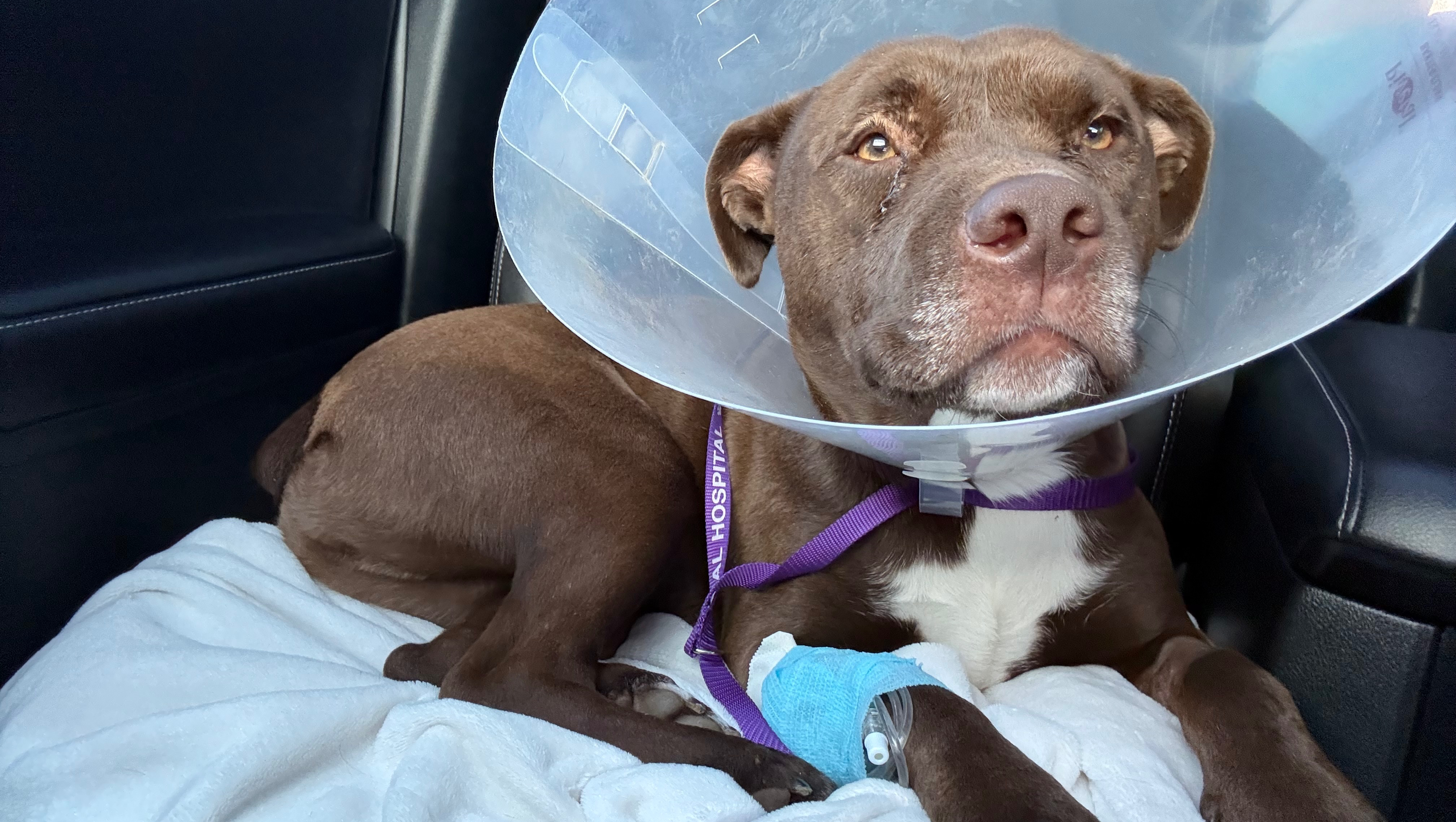 Fundraiser by Peyton Pitner : Help Save Koa: Urgent Medical Care Needed