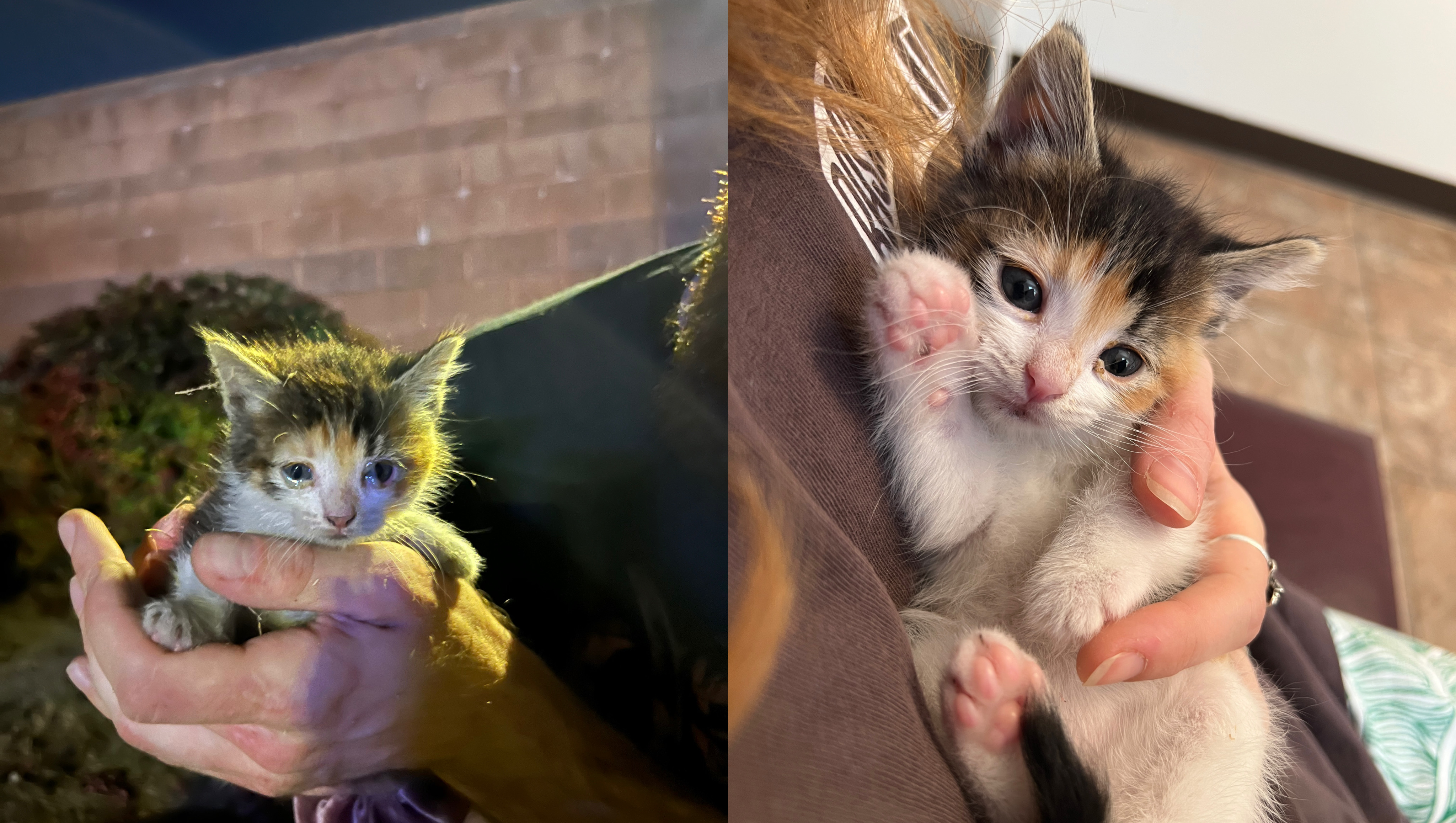 Fundraiser by Cera Gibson : Help Piper the Pipe Kitten Get Medical Care