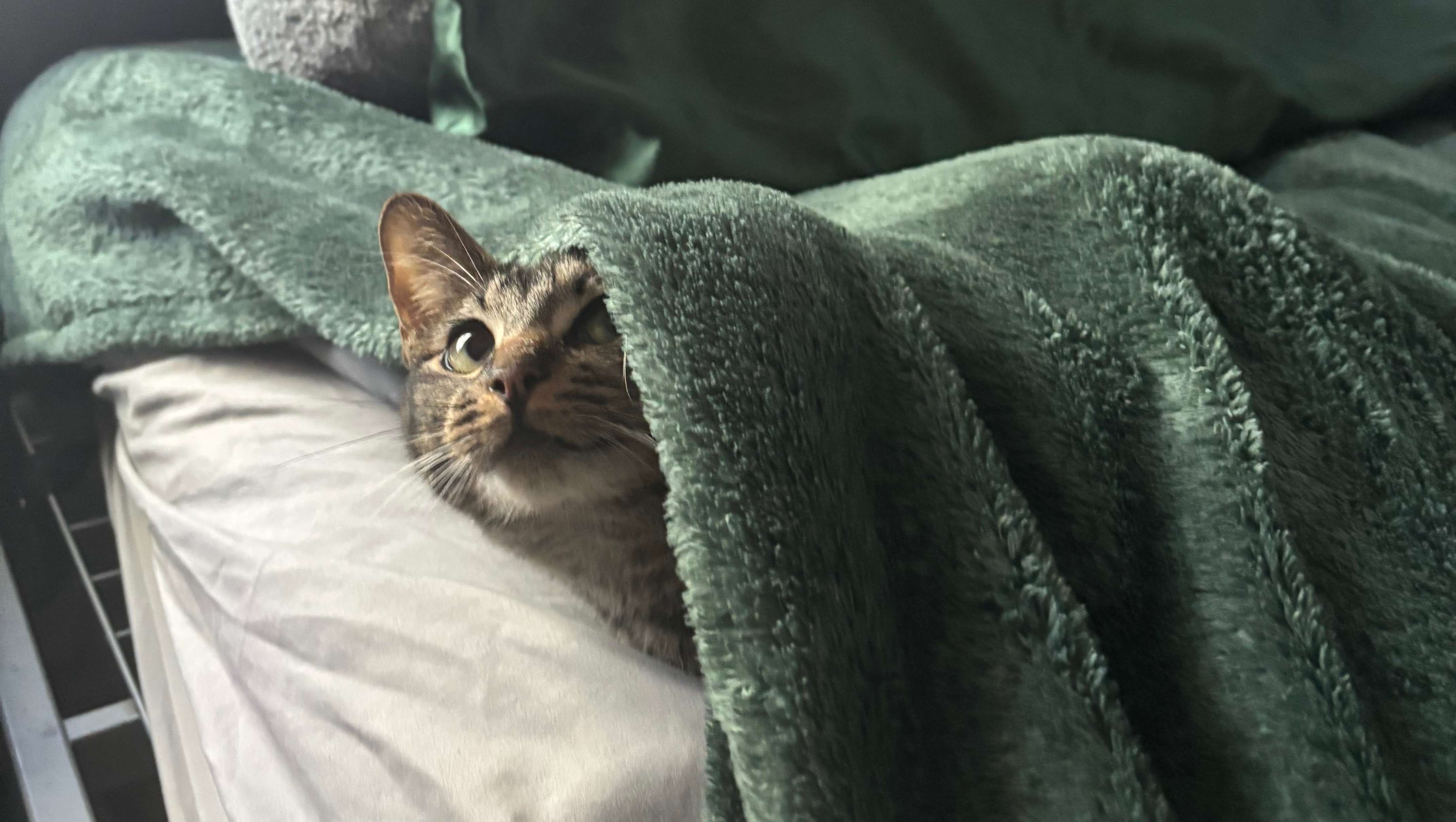 Fundraiser by Brooke Parker : Support Sully's Battle with FIP