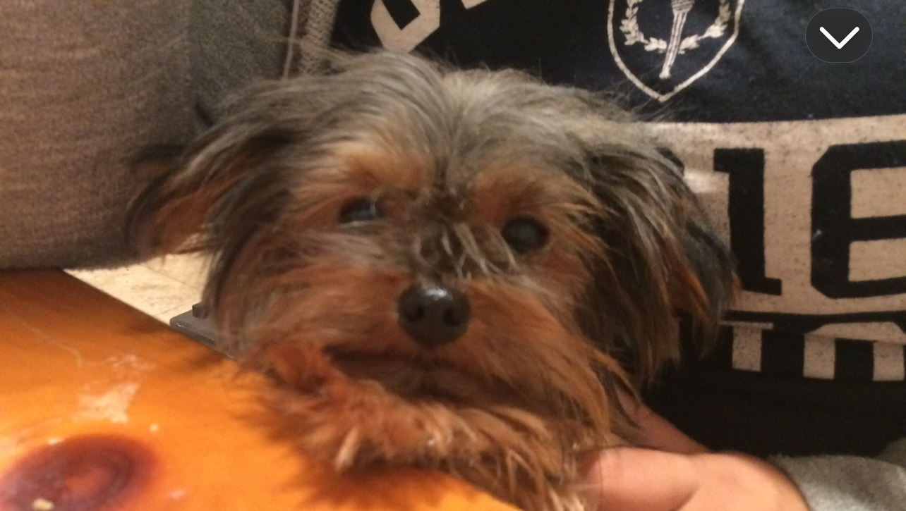 Fundraiser by Melissa Nobles : Support Franny G's Urgent Medical Treatment