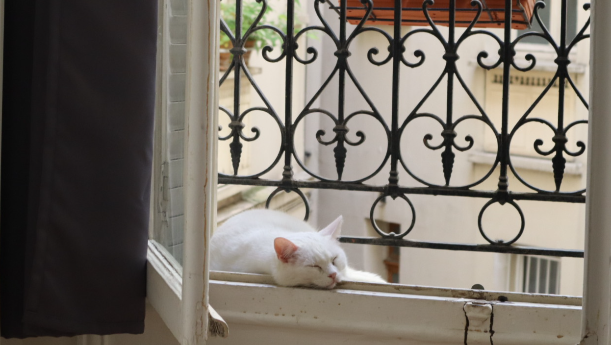 Fundraiser by Noella Lemaire : Opération chirurgicale pour Willy ...