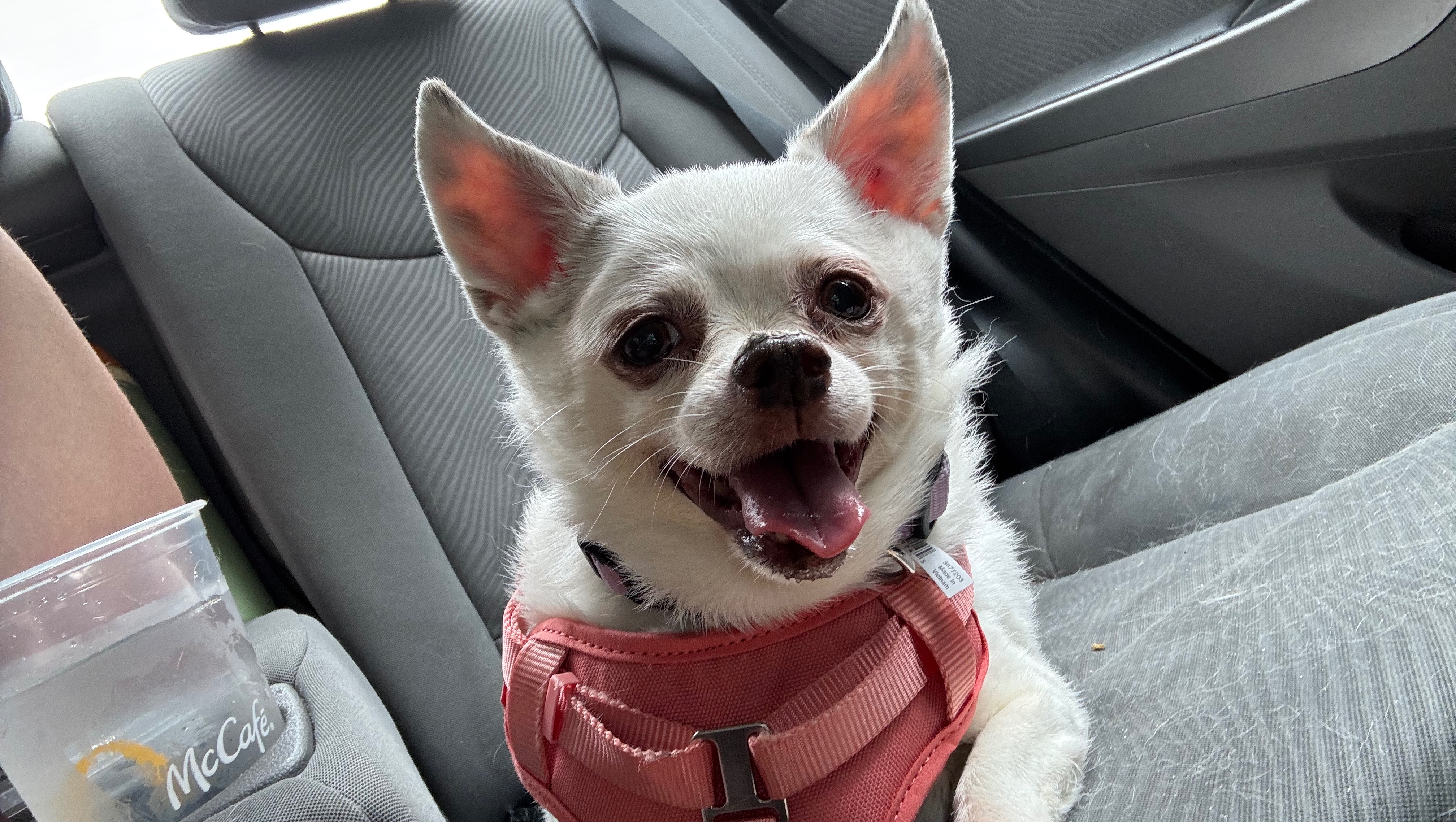 Fundraiser by Hailey Wise : Help Sweet Senior Pup Molly Get the Heart ...