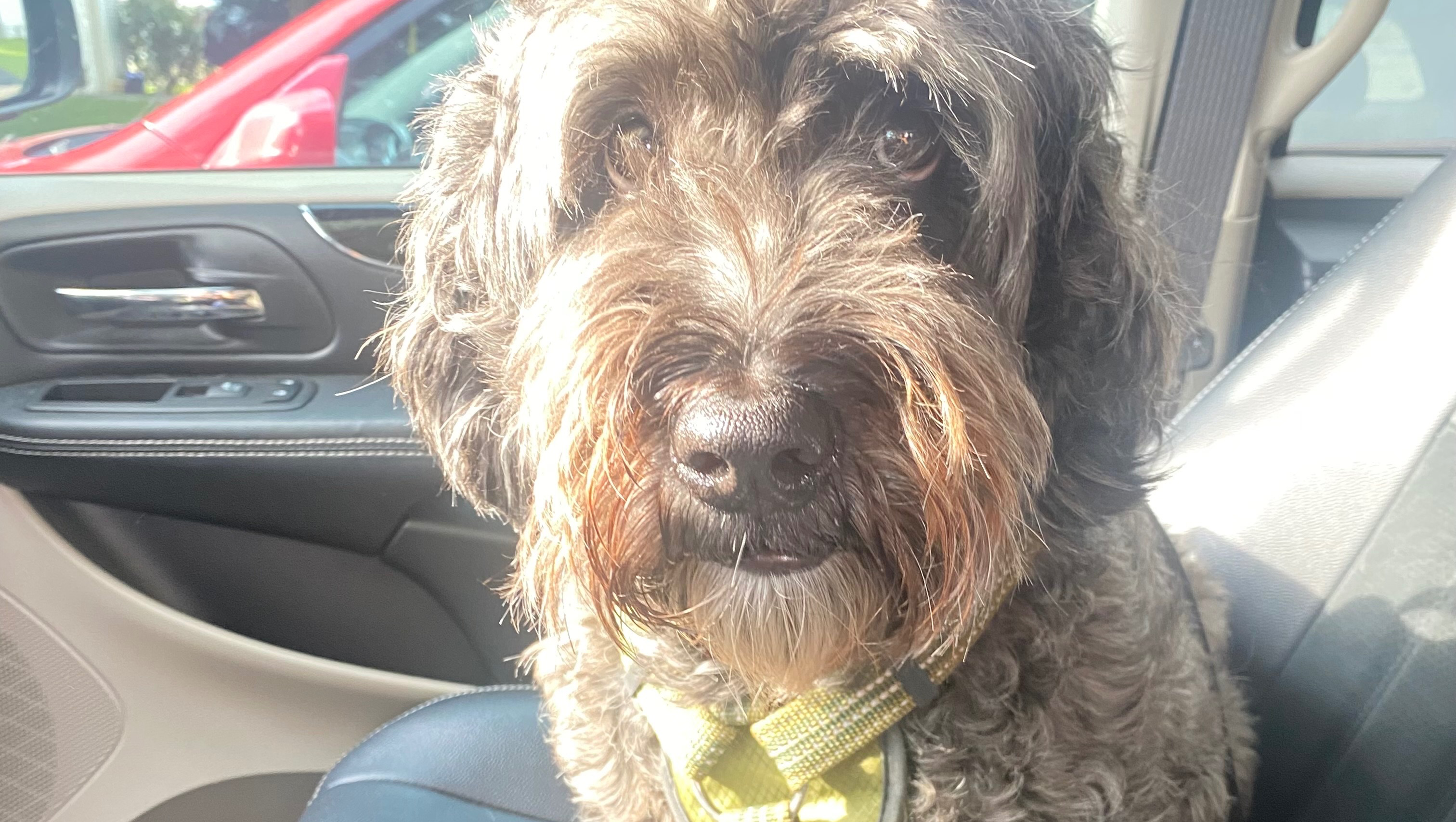 Fundraiser by Yancy Ponce : Help us save Scrappy