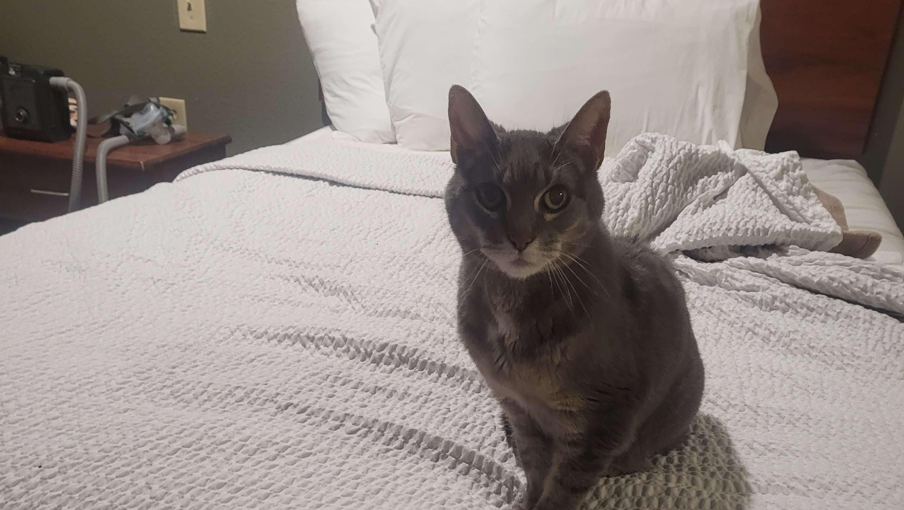 Fundraiser by Kyle Moore : Help Kyle and His Cat Avoid Homelessness