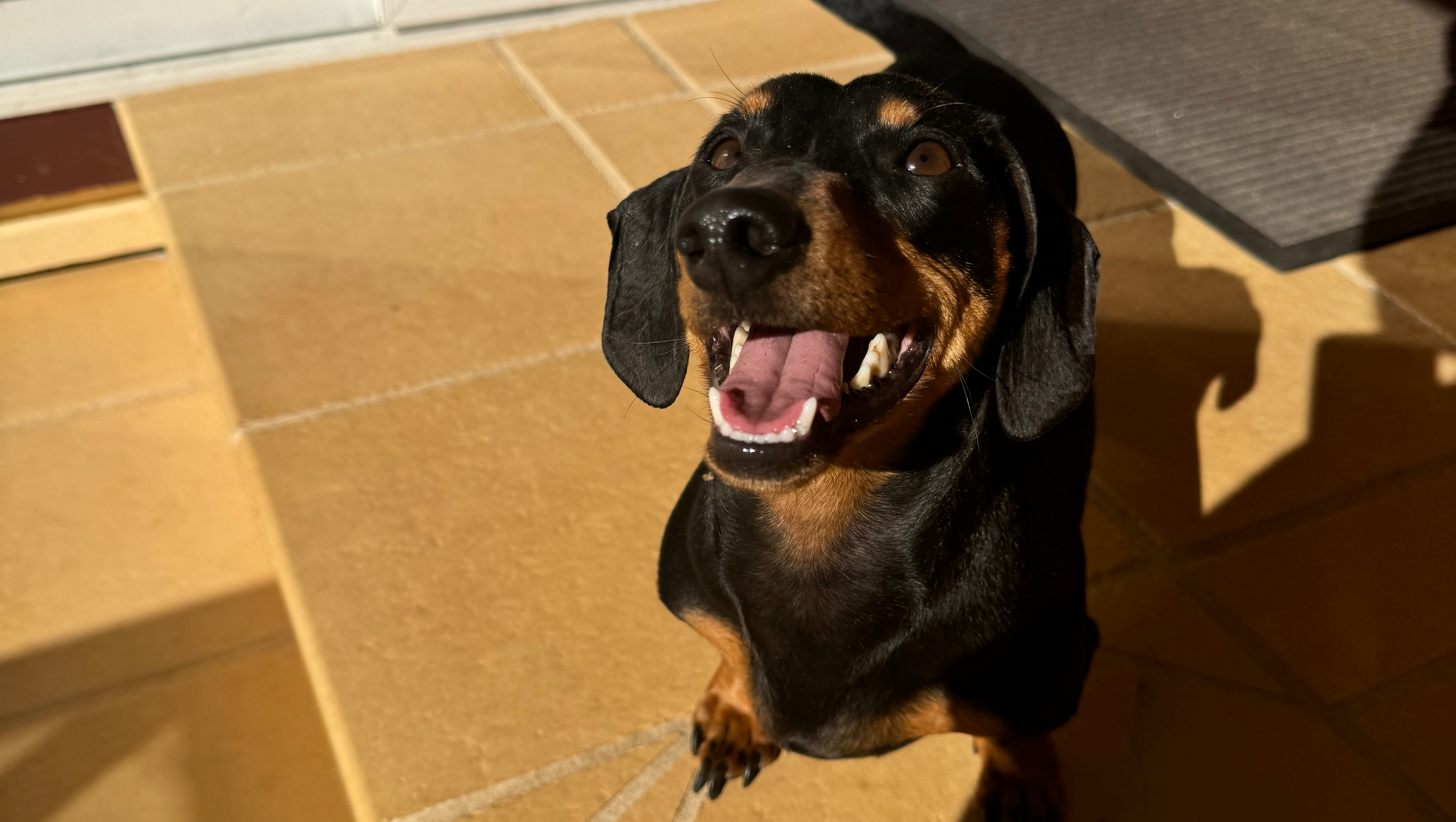 Fundraiser for Sarah Parker by Michaela Parker : Help Winston Walk ...