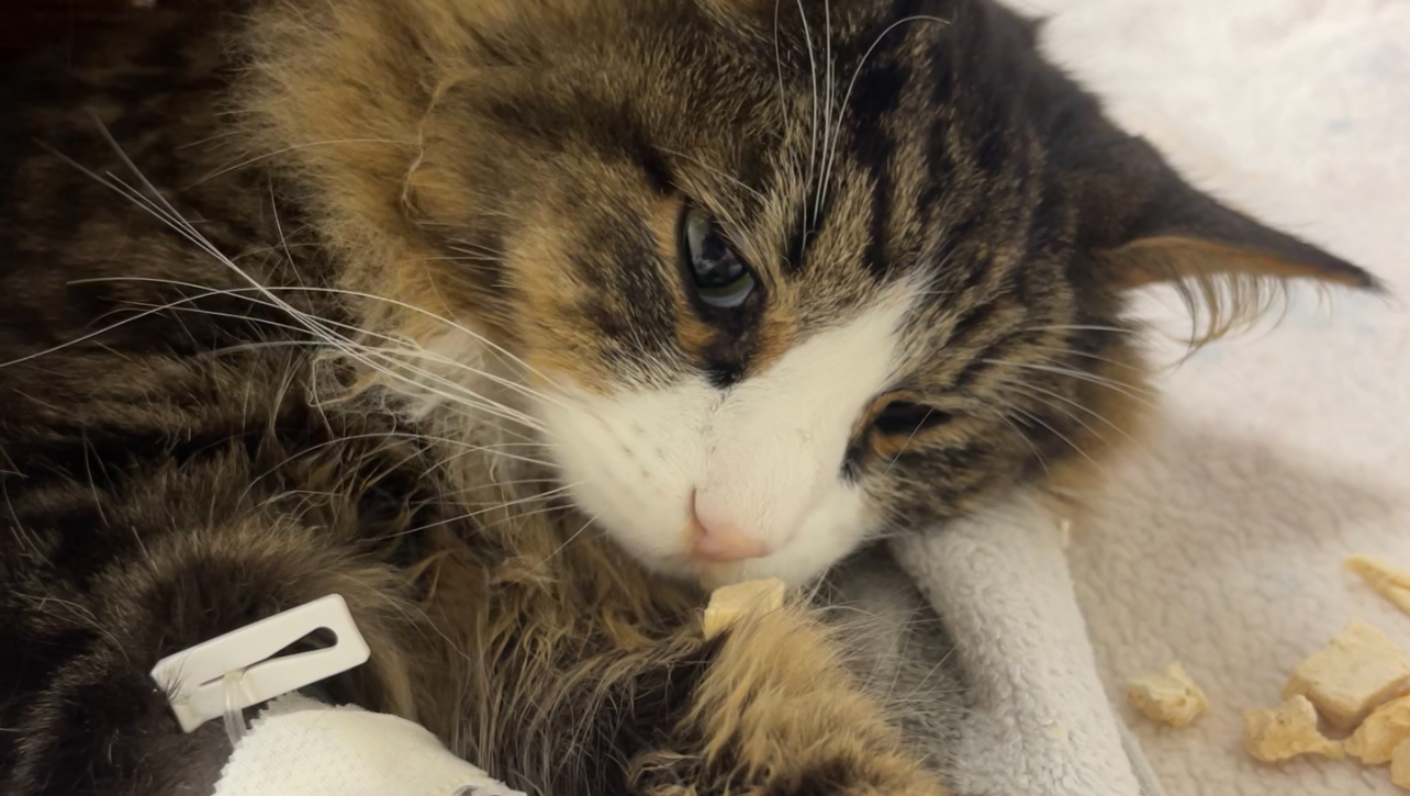 Fundraiser by Anna tiara Basa : Support Tim Basa’s Lifesaving Treatment