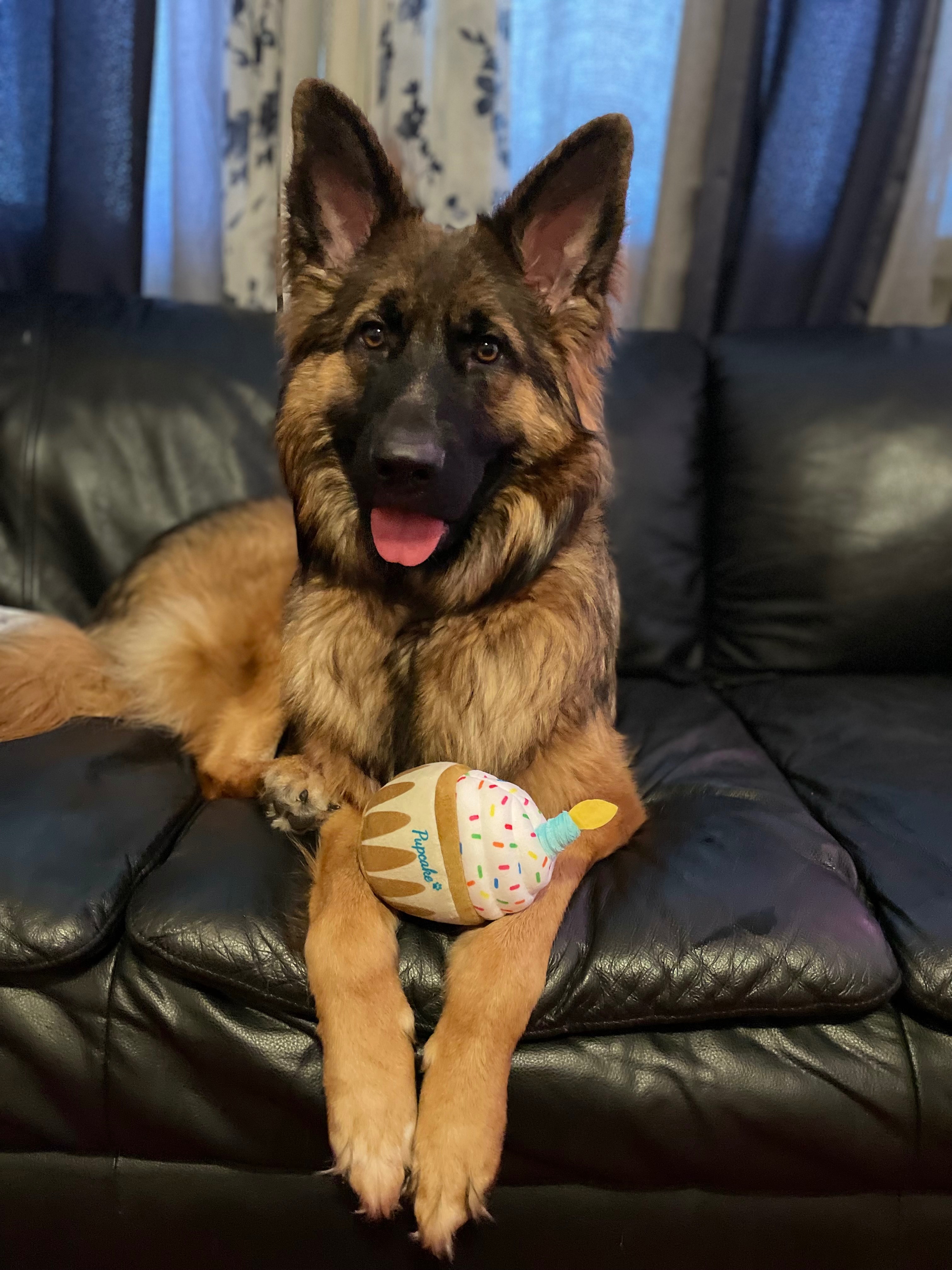 Fundraiser by Dana Caterina : Help Diana by Donating to Xena's ...