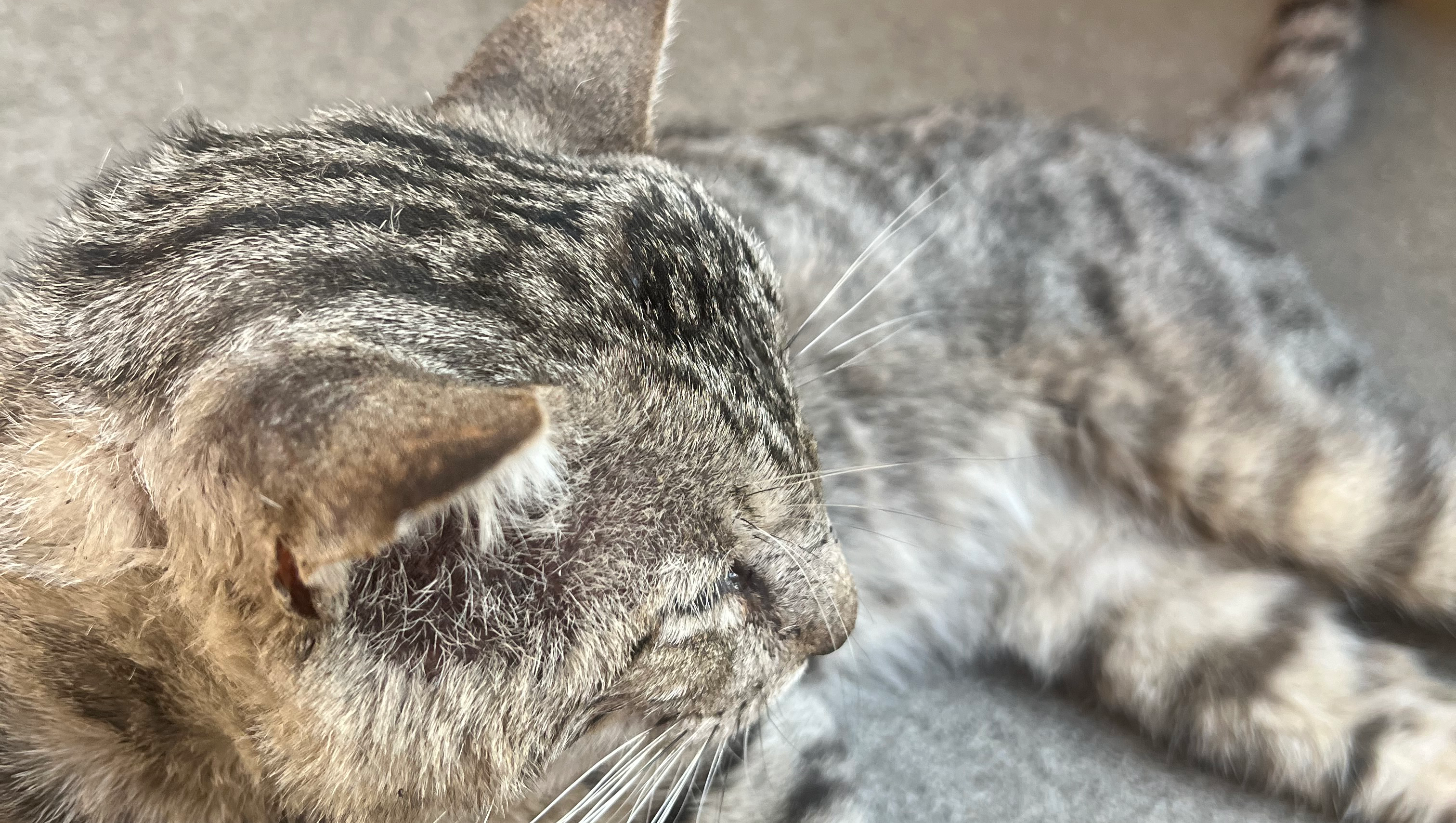 Fundraiser by Ashley Smith : Sweet sick stray in need of medical ...
