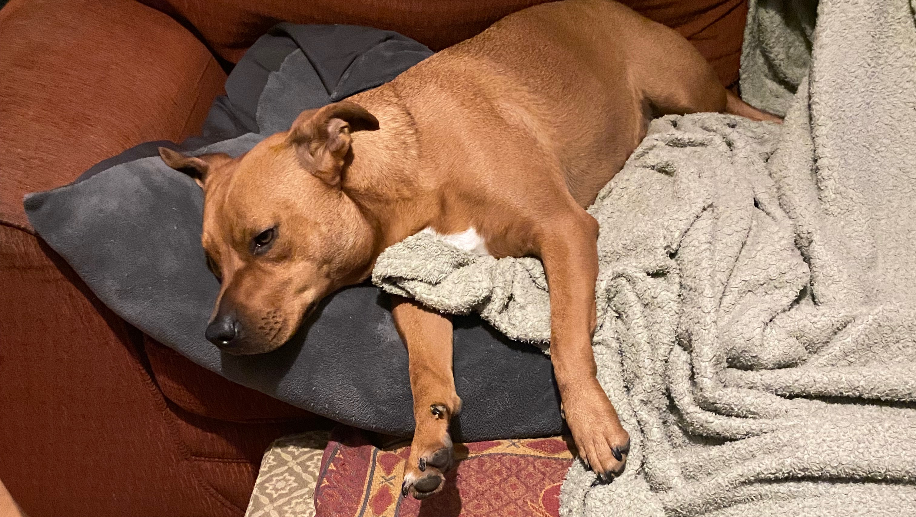 Fundraiser by Sarah Bridger : Butterbean URGENT surgery
