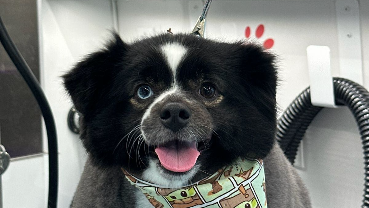 Fundraiser by Karen Wagner : Stand with Enzo and Karen in Tough Times