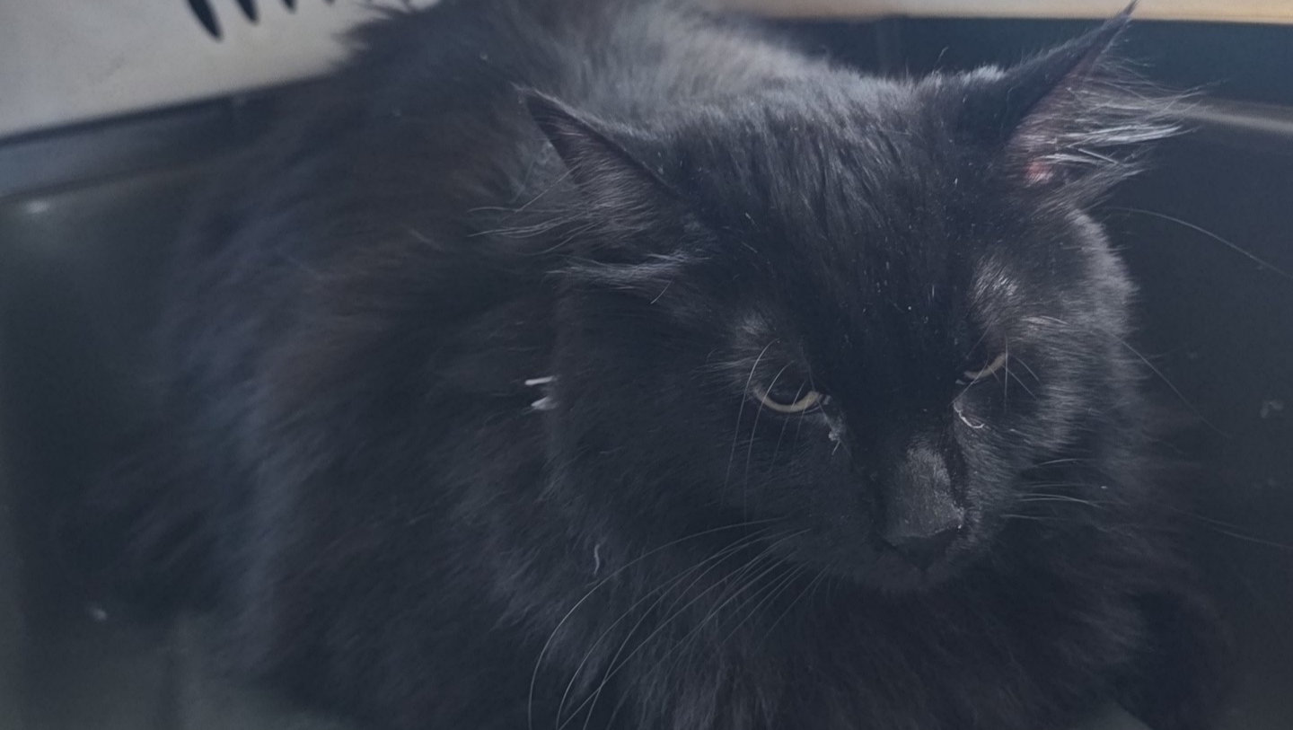 Fundraiser by Kale Wright : Support Goober's Medical Expenses