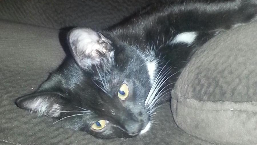Fundraiser by ROY FALES : Help Roy Save His Lifesaving Kitty Teeg