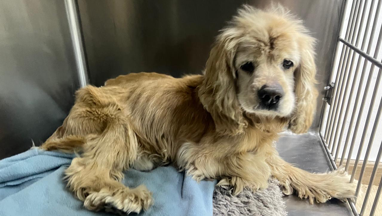 Fundraiser by Ashleigh Cameron : Urgent Care For Benji The Spaniel
