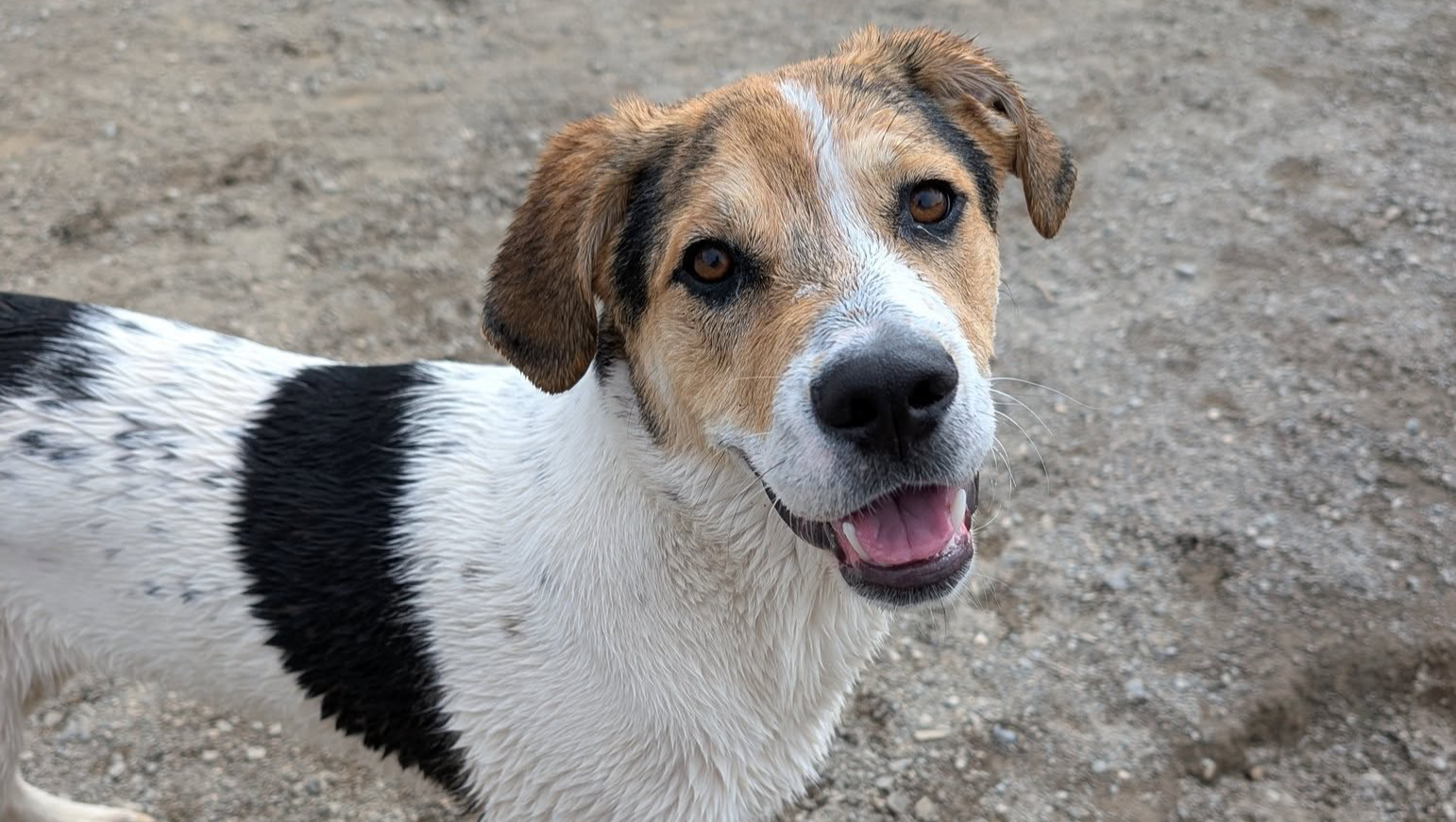 Fundraiser by Dan Plummer : Support Louie's Urgent Bladder Surgery