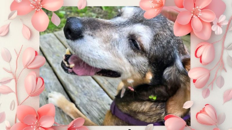 Fundraiser by Rene Kilfoy : Please help our precious Sally