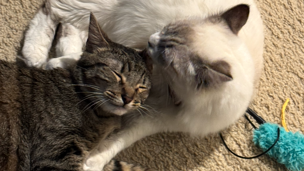 Fundraiser by Cassandra Padilla : Support Miso and Yuumi's Hospitalization Costs