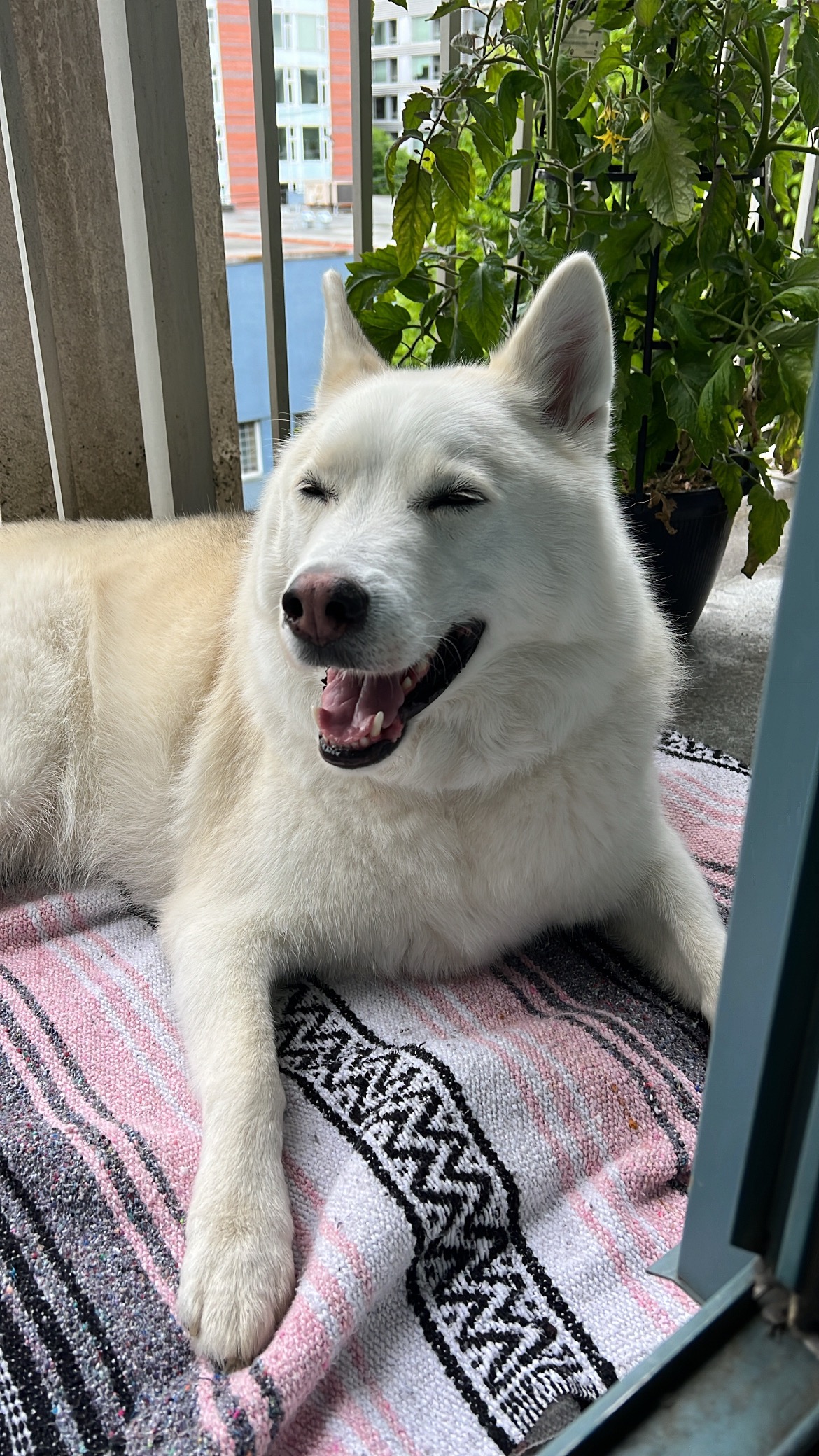 Fundraiser for Bella Sie by Ray McEachern : Help with Roman the Husky’s ...