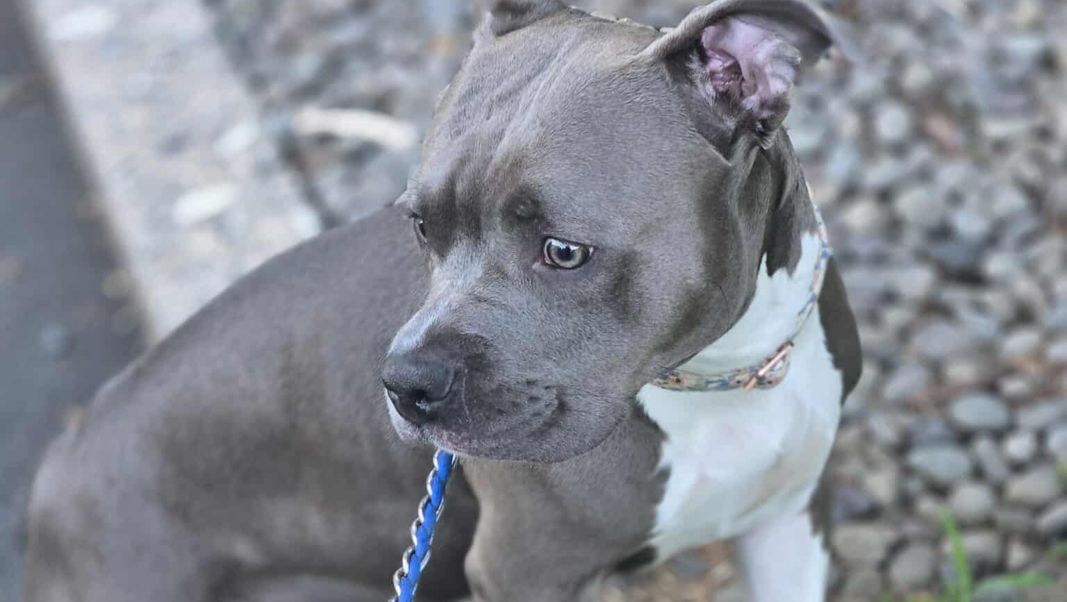 Fundraiser by Gia Coleman : Support Bailey's Life-Saving Surgery