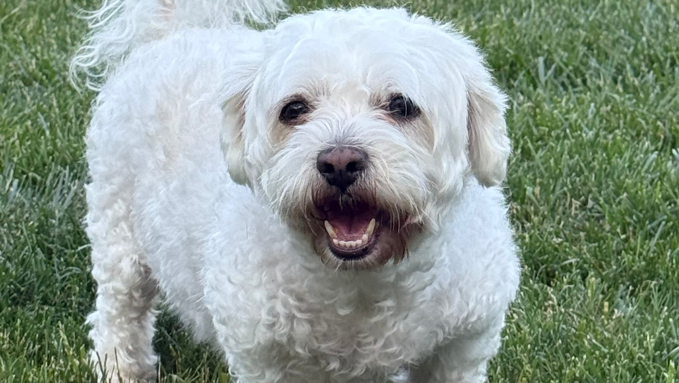 Fundraiser by Monii Bear : Save Snoopy: Urgent Medical Care Needed