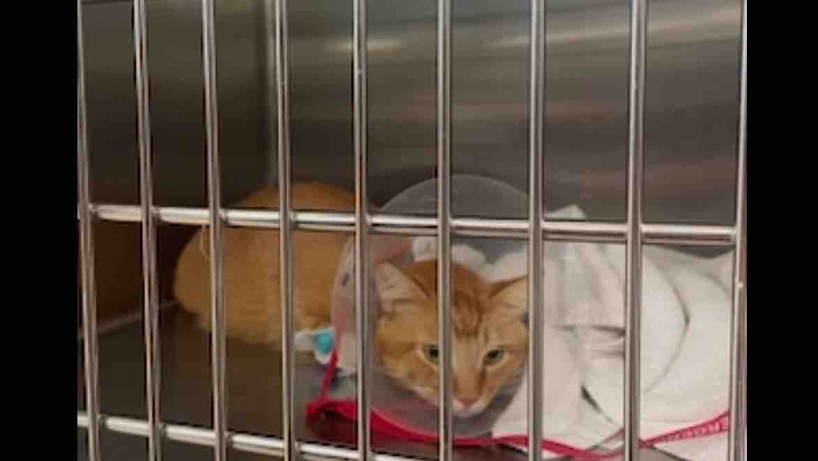 Fundraiser for Lisa B by Stacey Rutter : One Life, Nine Chances: Help ...