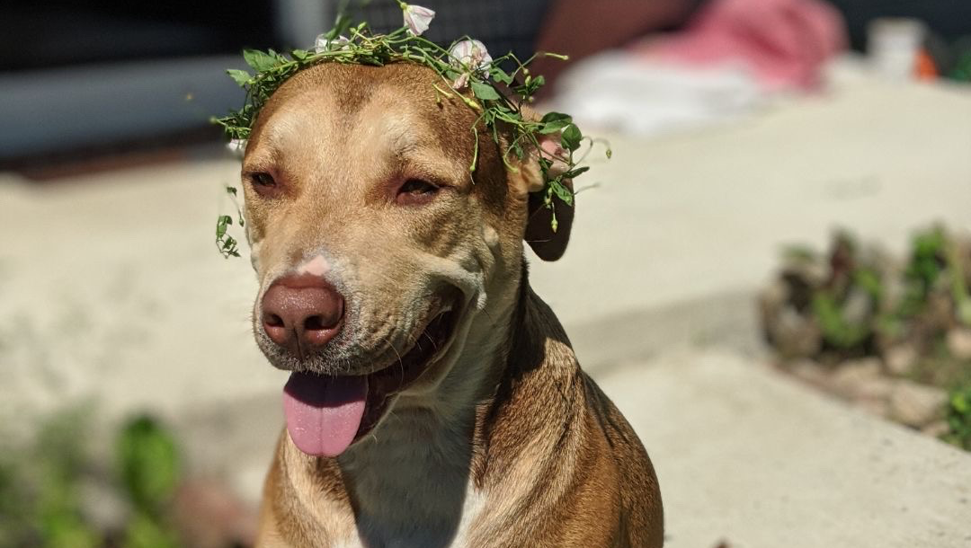 Fundraiser for Adam Smith by James Corkran : Support Moji's Journey to ...