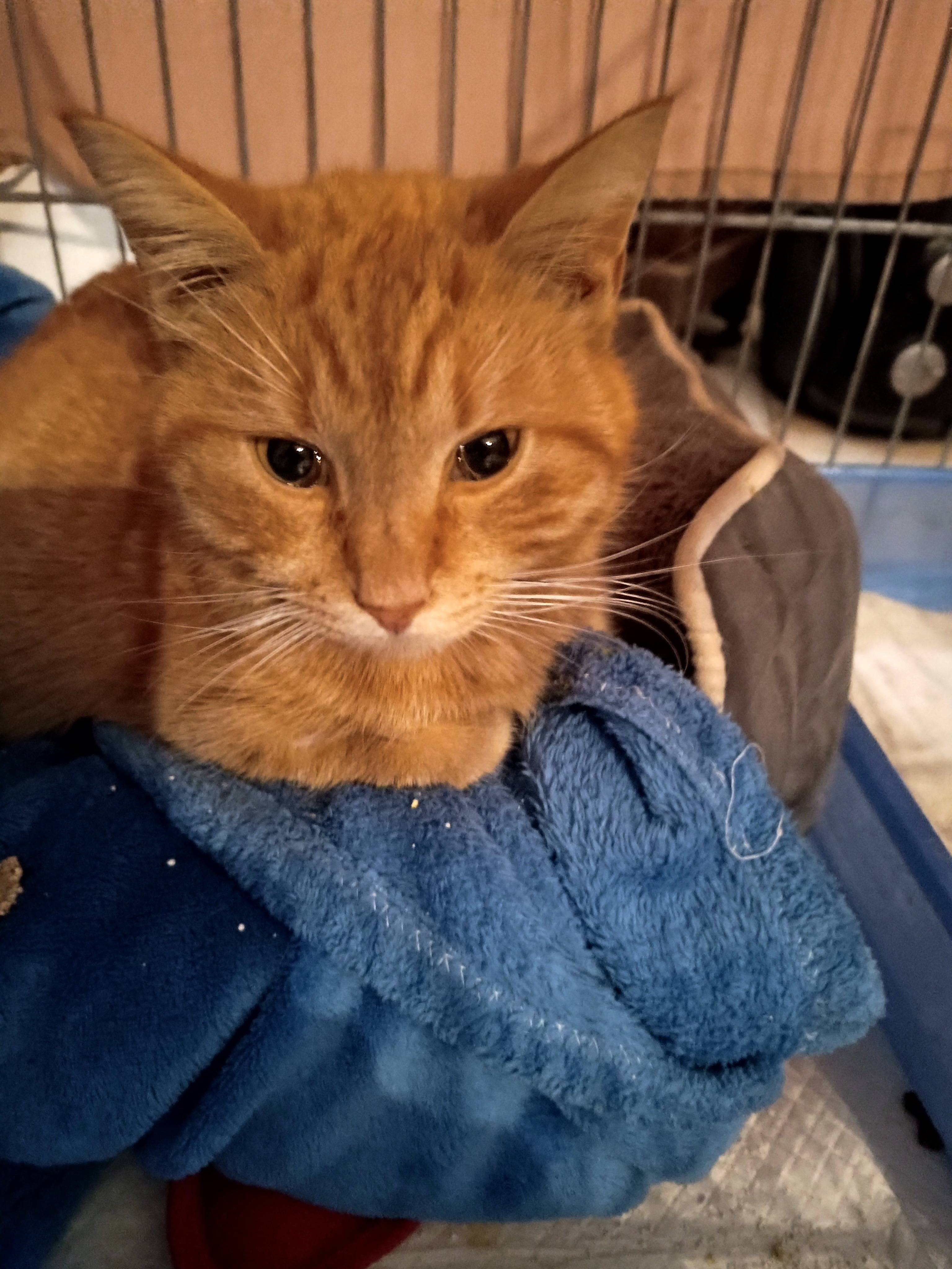 Fundraiser by Marzia Paolini : Dona per salvare Garfield